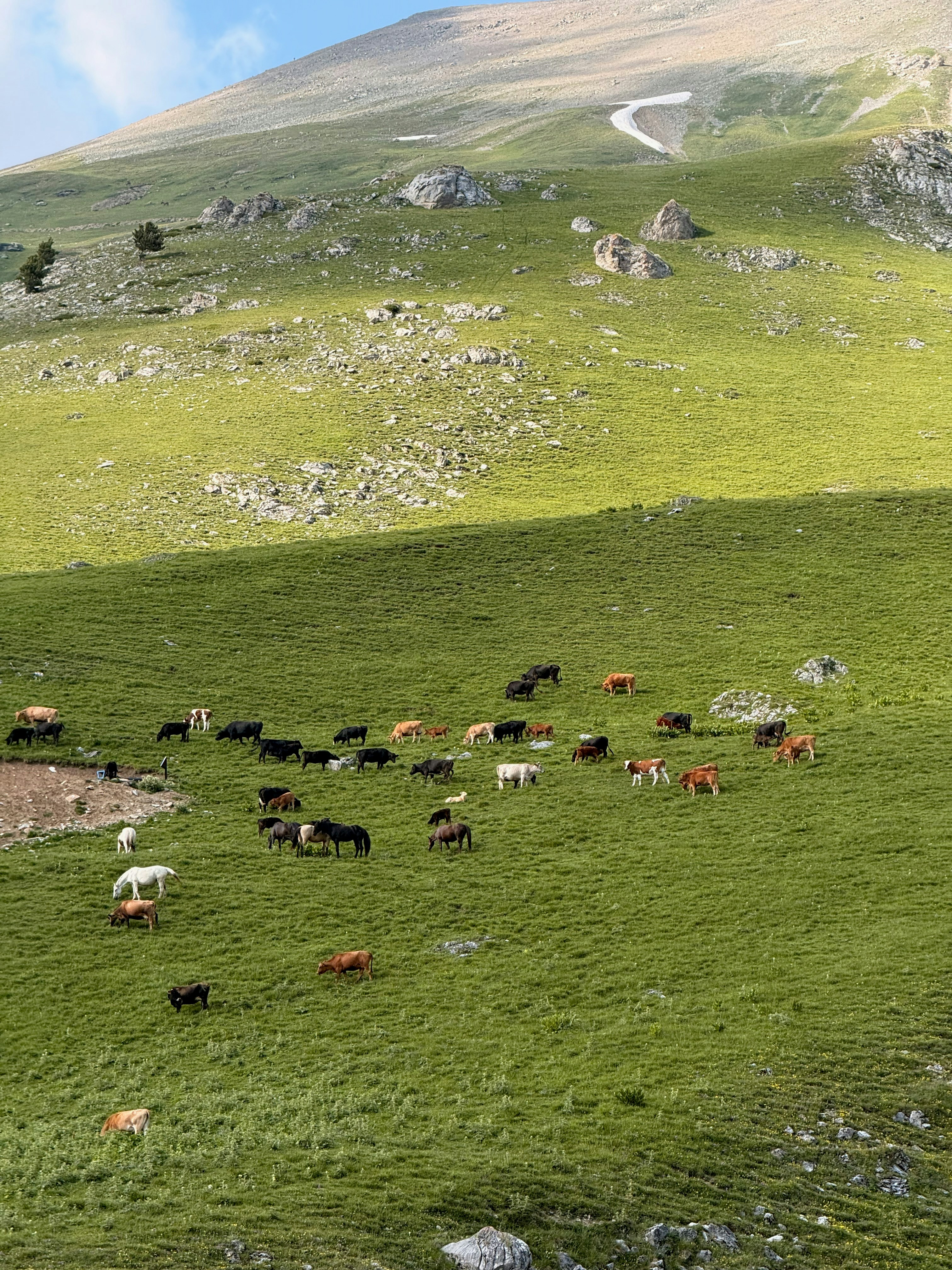 Pasture of Quiet Giants under a Mountain Shade