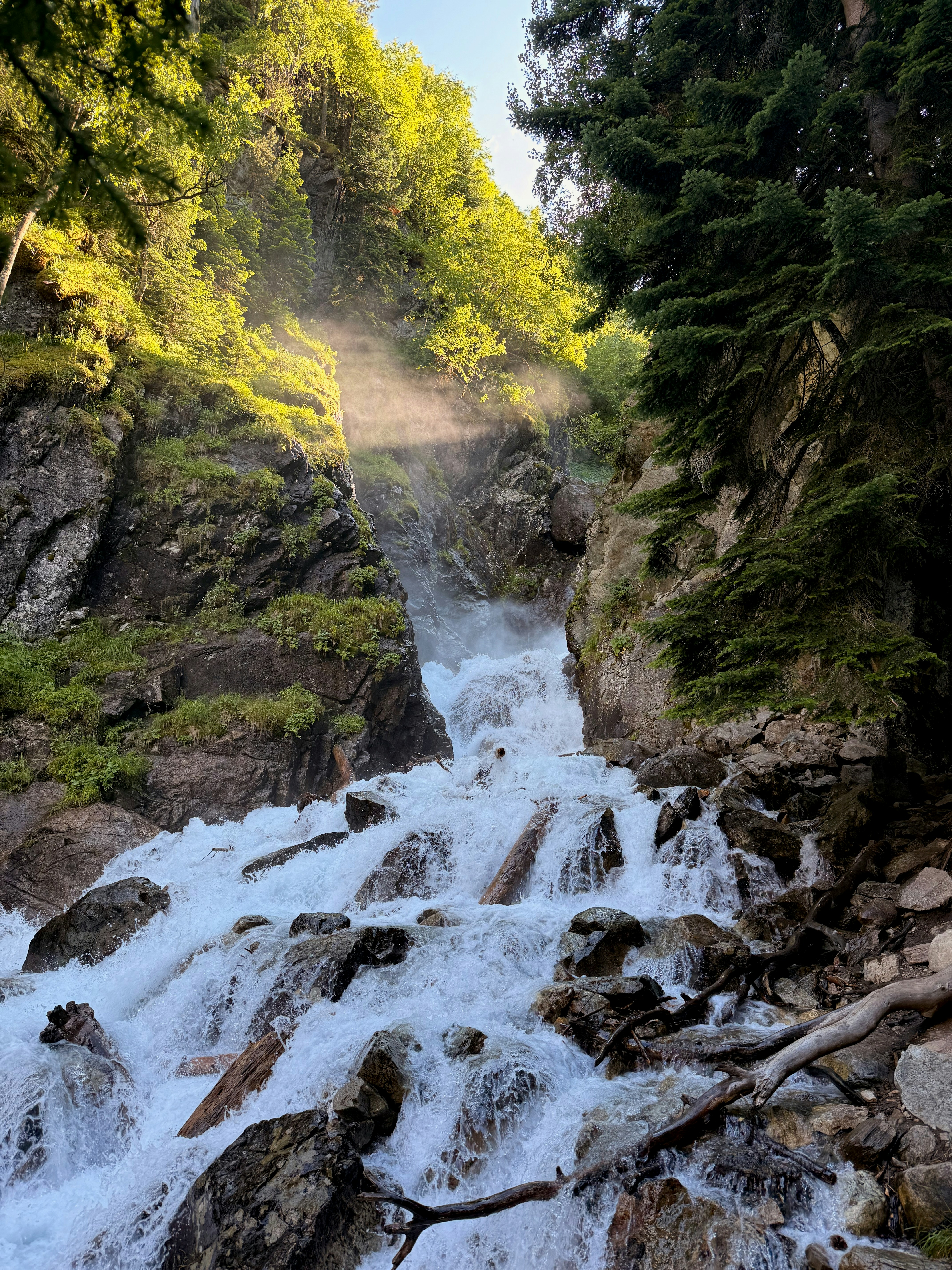 Rushing Cascade Between Golden Pines