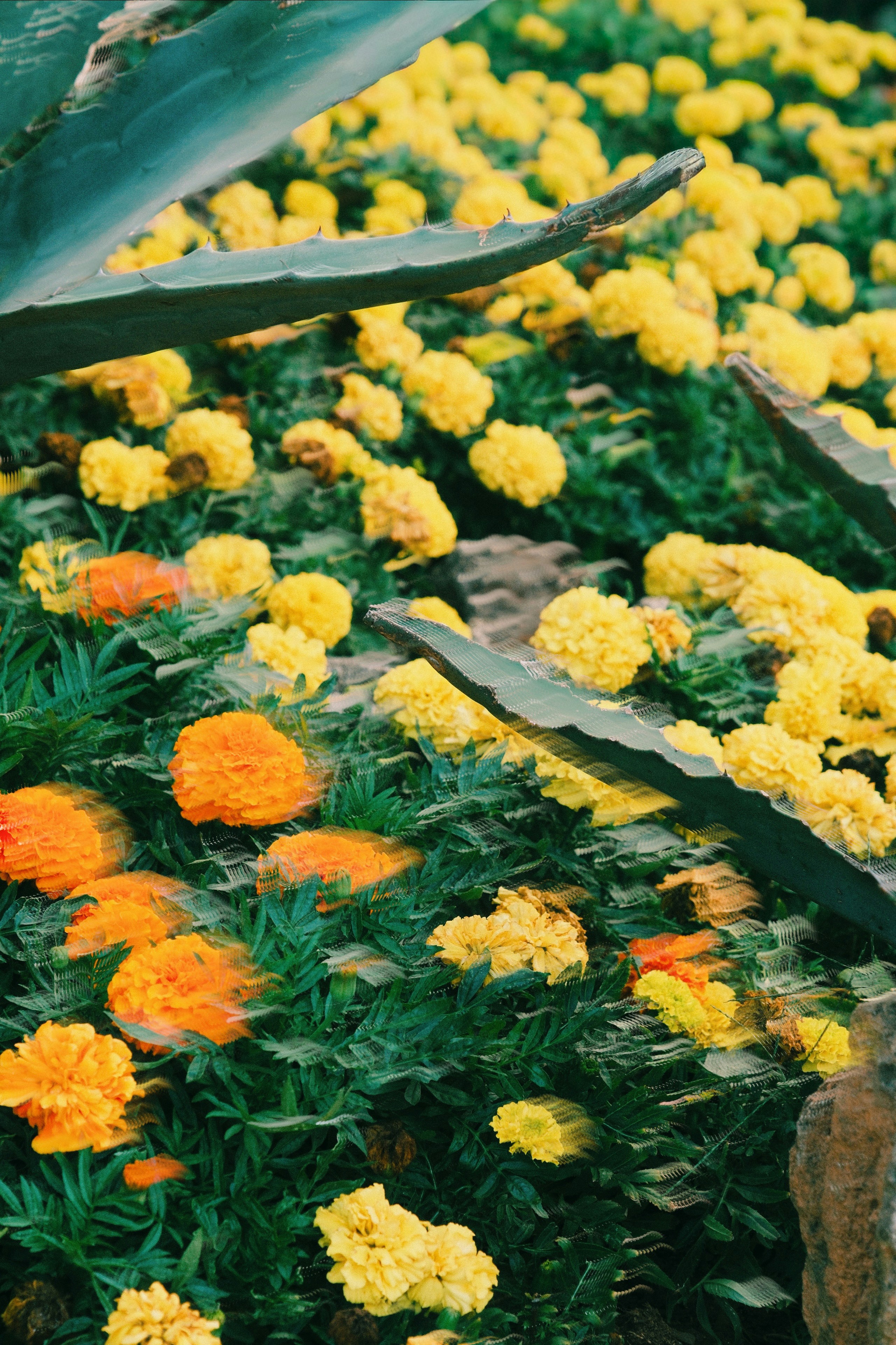 Sunlit Marigolds Among Sage Green Foliage