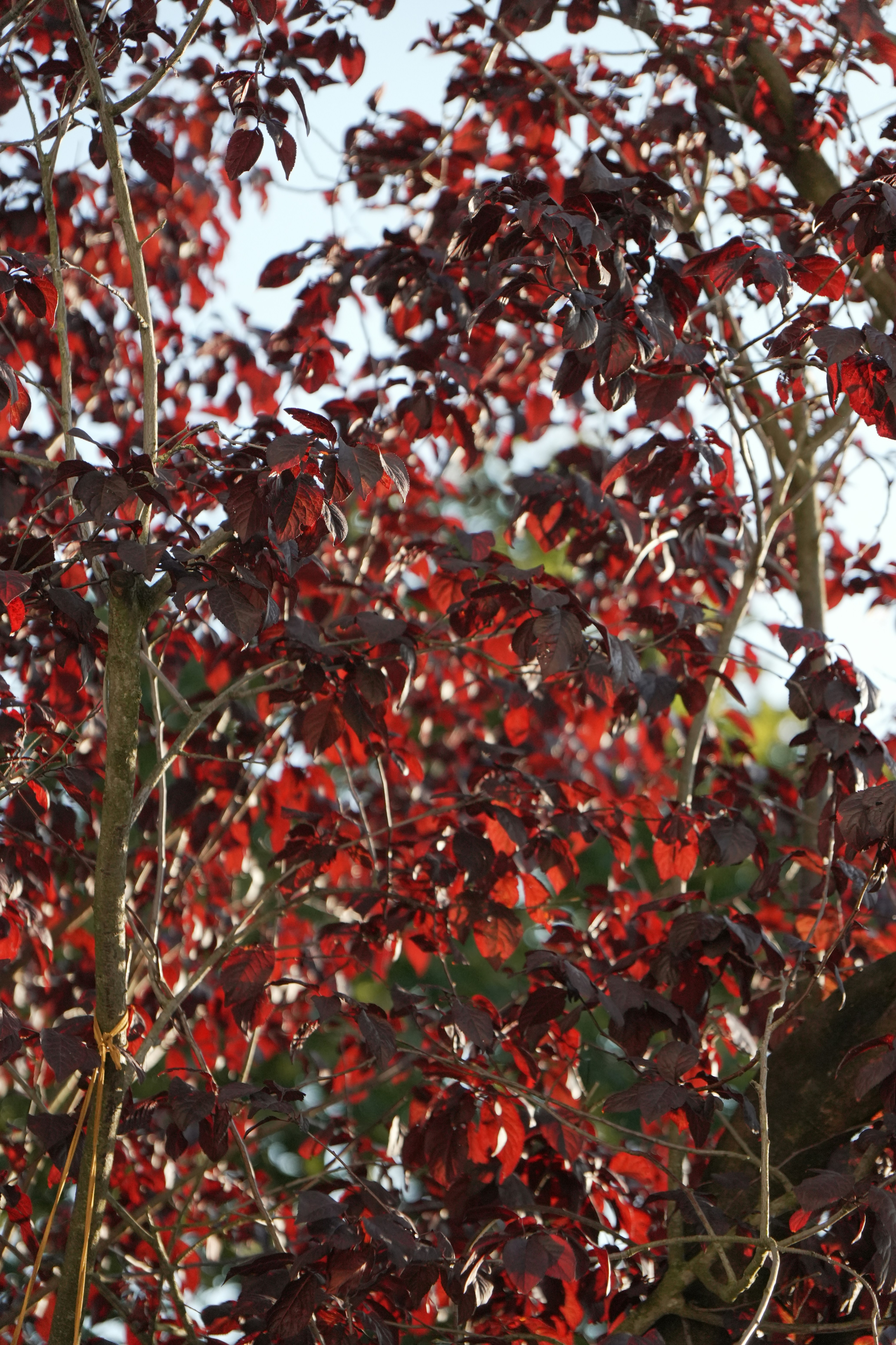 Crimson Foliage in Dense Canopy