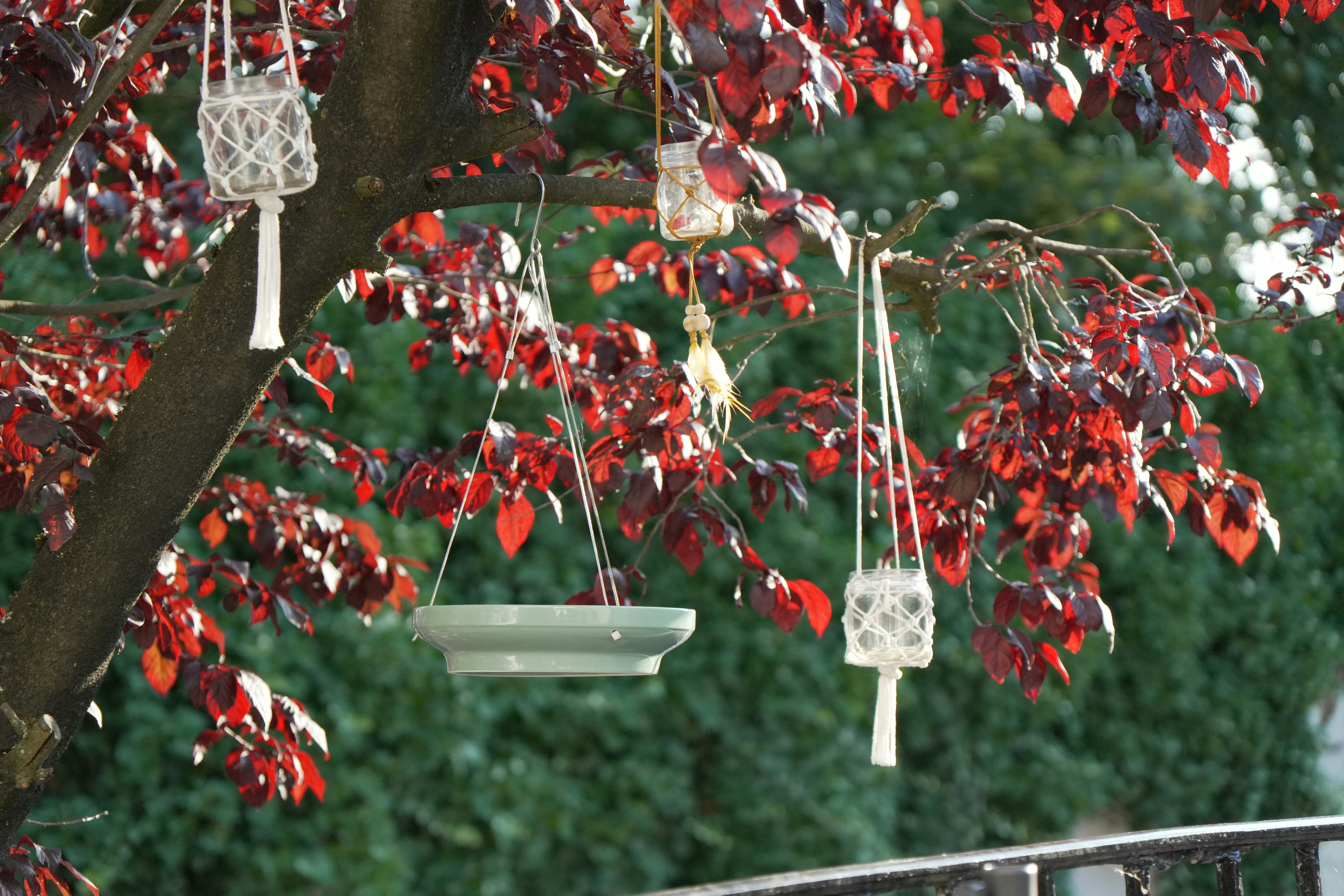 Red-leafed tree branches with hanging lanterns and a feeder hang above a railing in a sunlit garden.