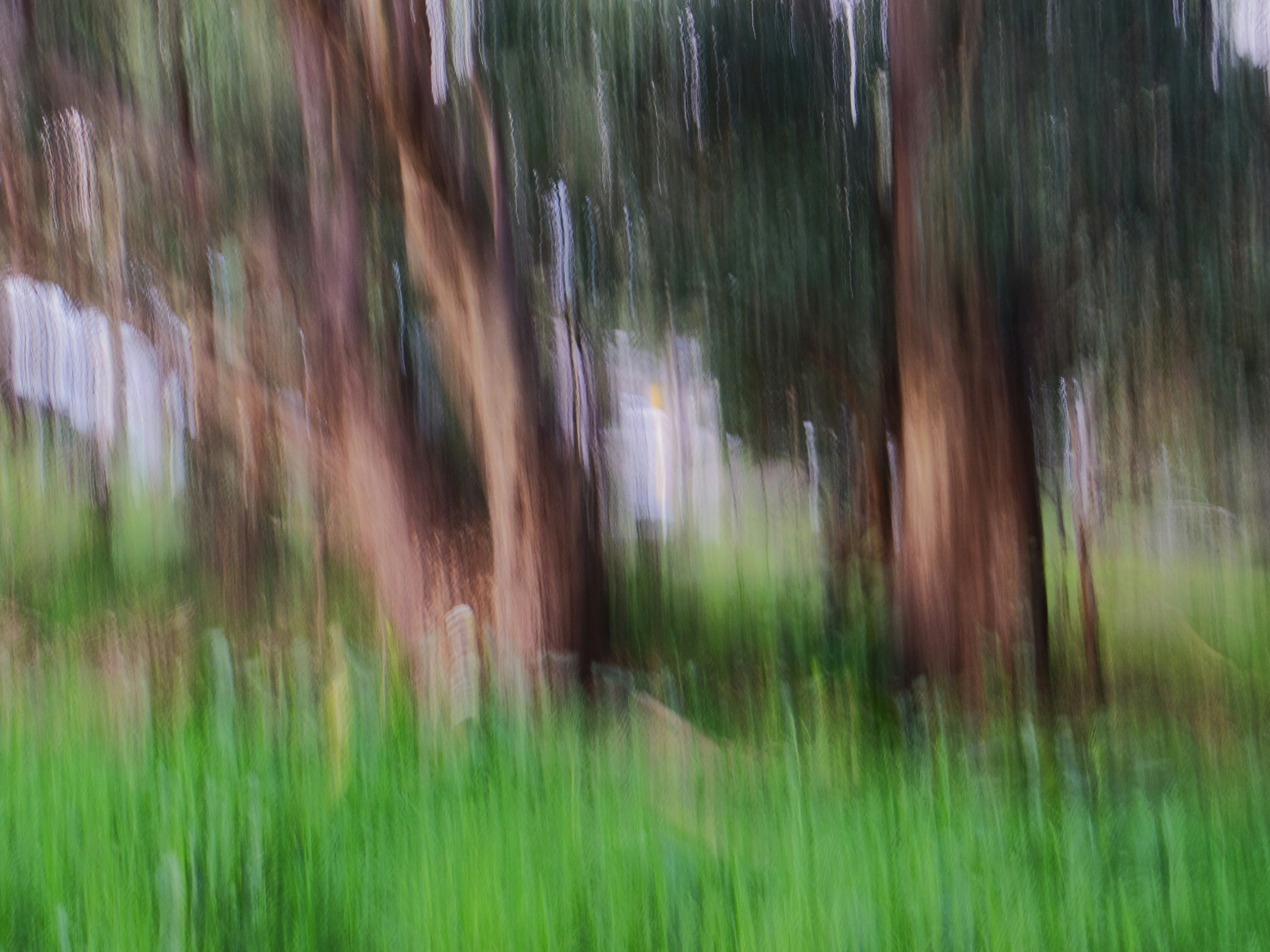 Blurred Alley of Green: Vertical Motion Through a Garden Scene