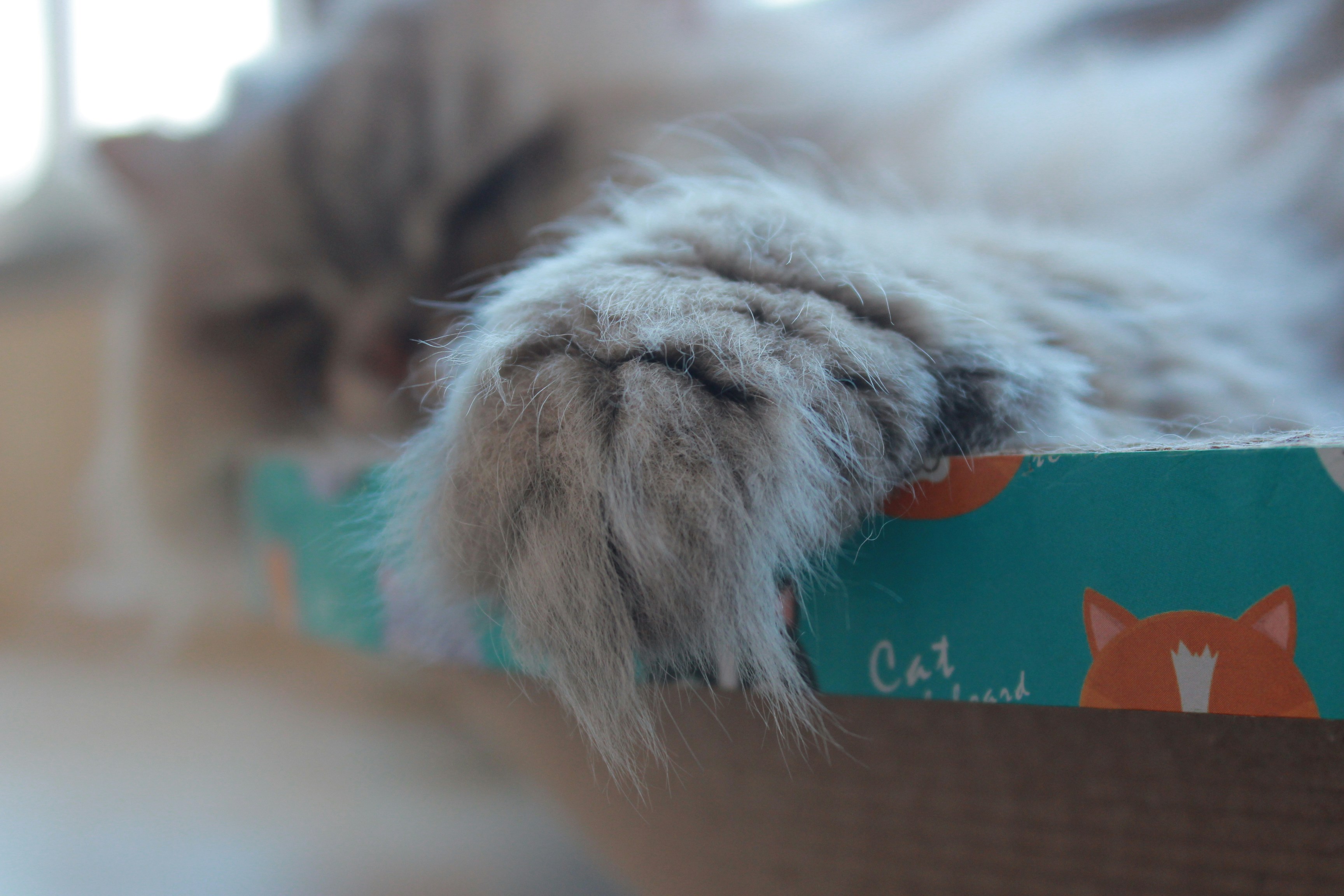 Gentle Catnap: Paw Rest on a Colorful Box