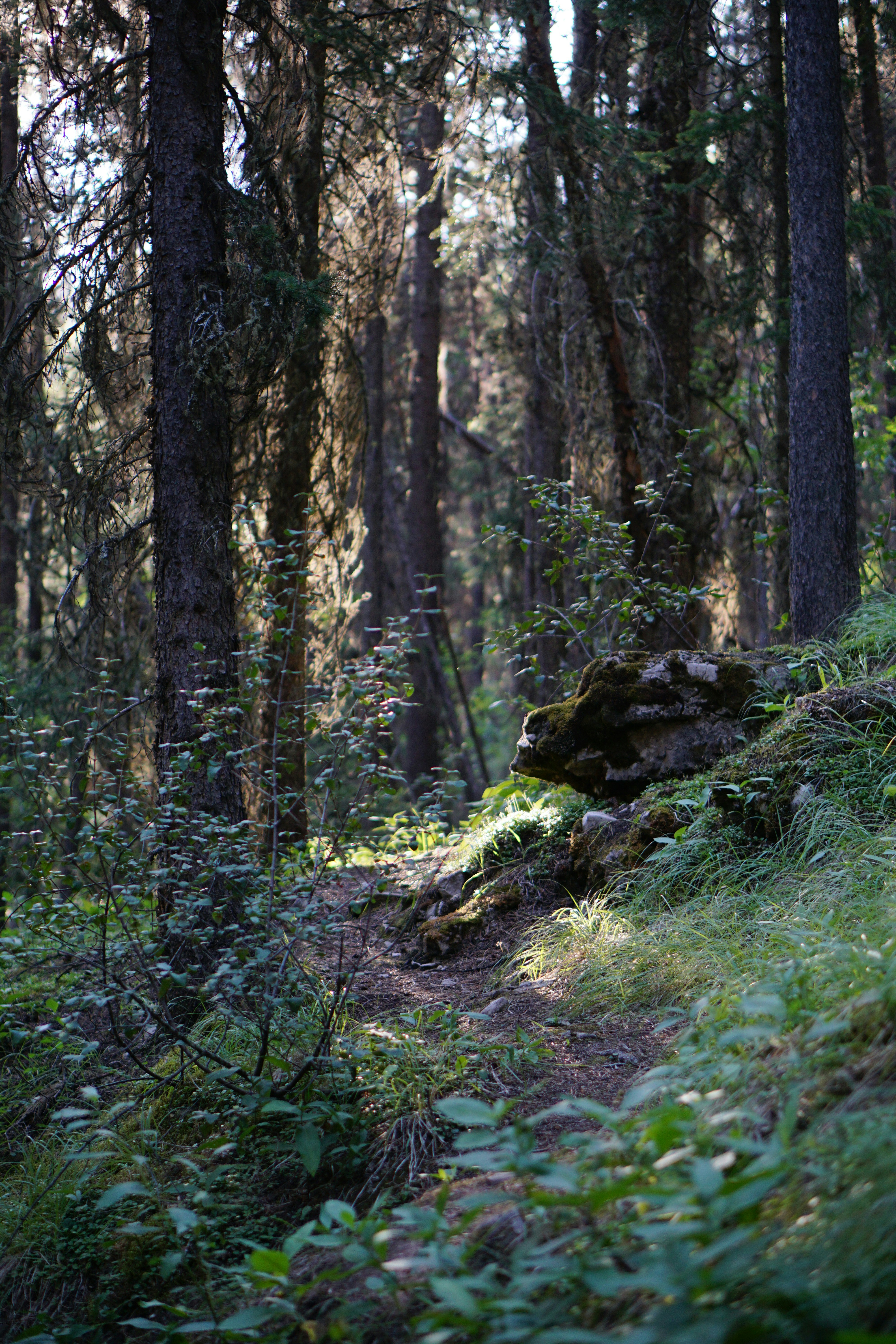 Sunlit Path Through a Quiet Pine Forest