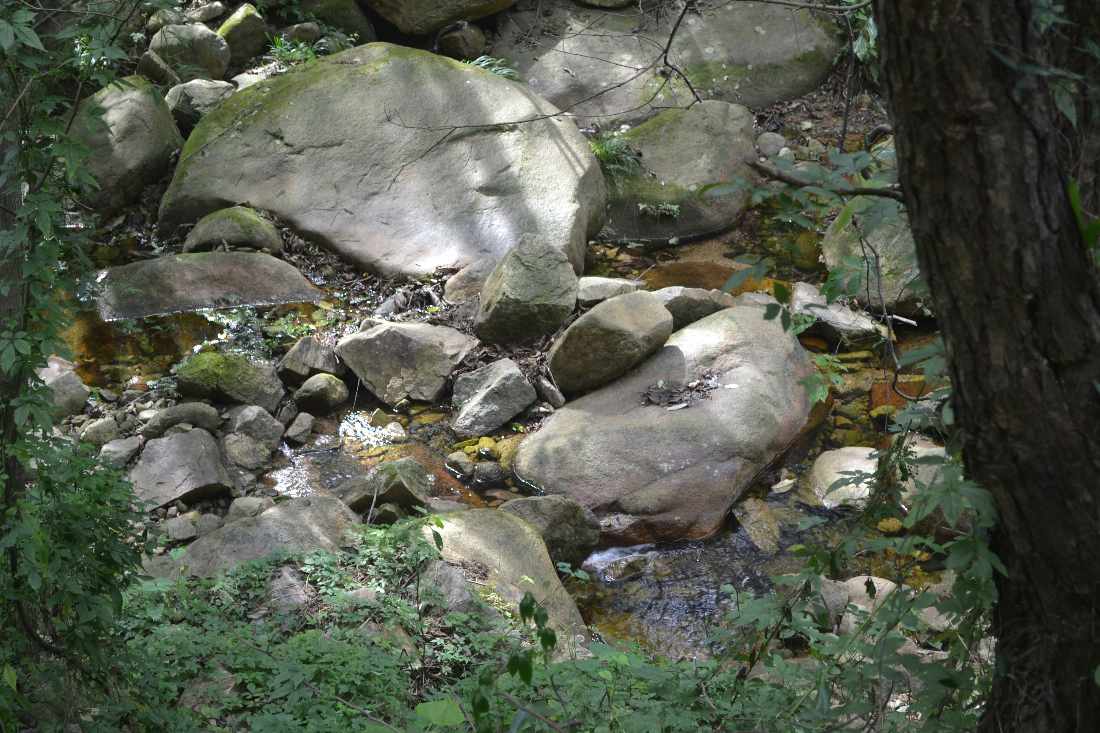 Quiet Stream over Weathered Boulders in a Forest Glade