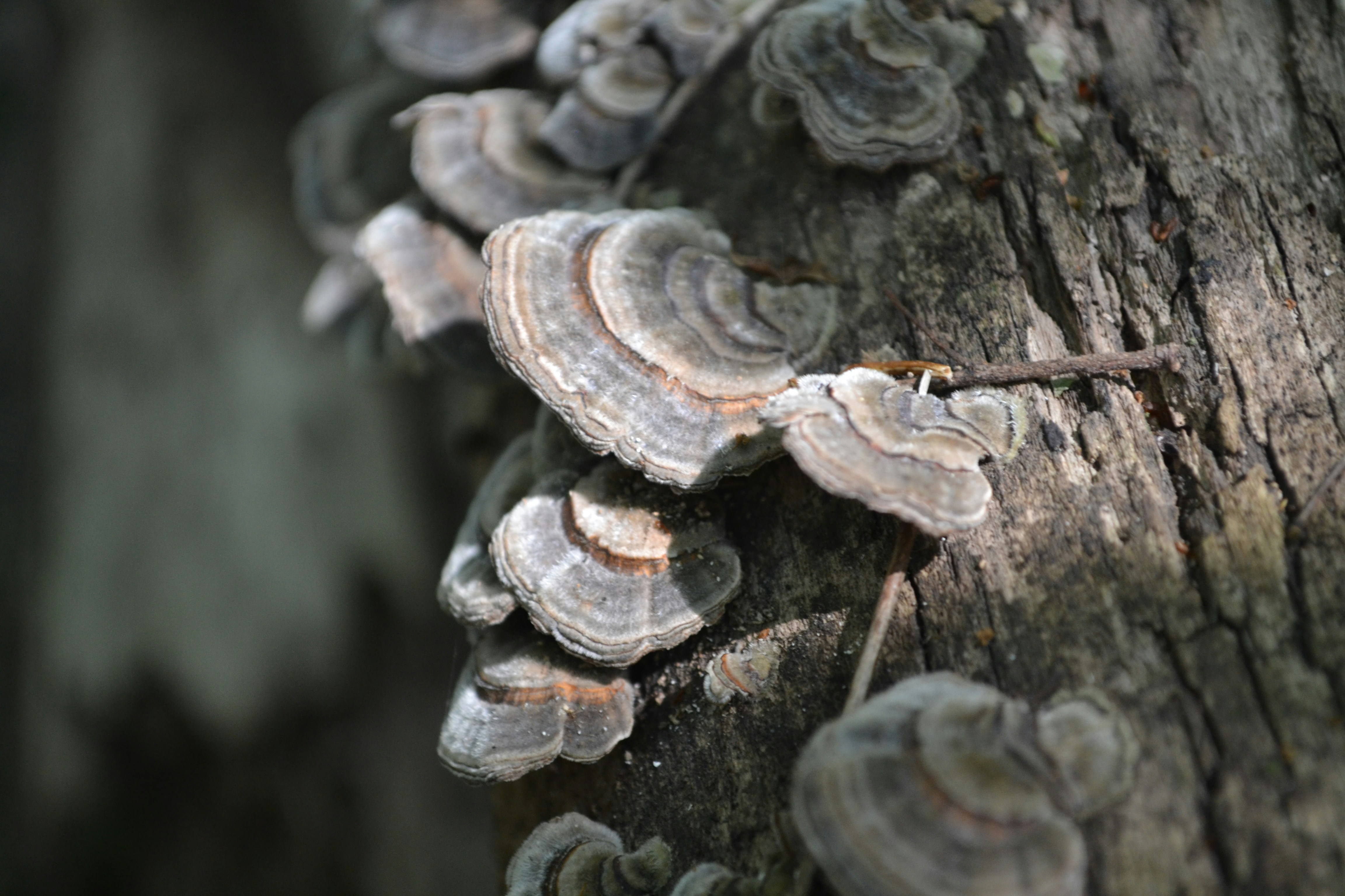 Bracket Fungi Parade on Weathered Bark