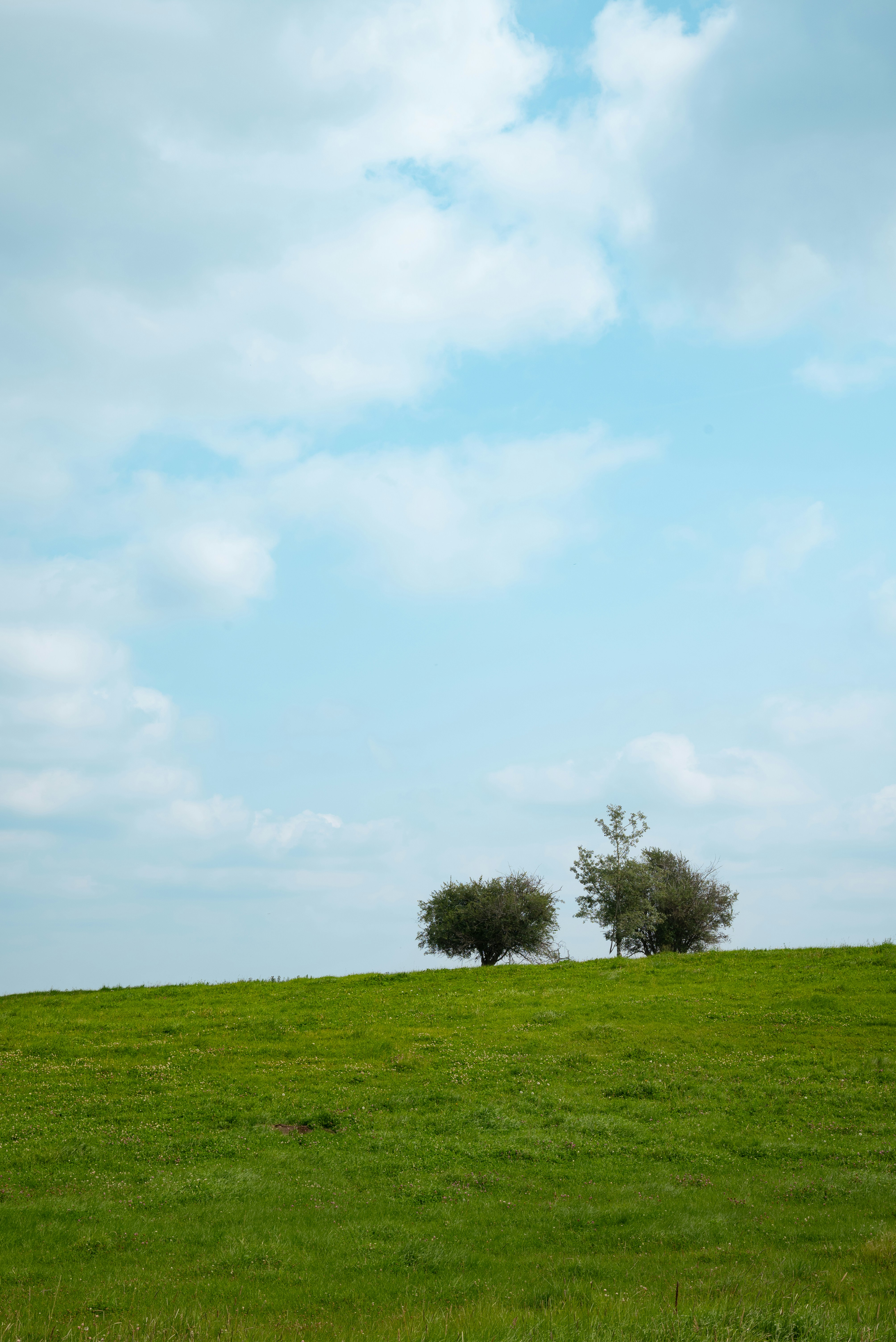 Two small trees on a green grassy hill under a blue sky.