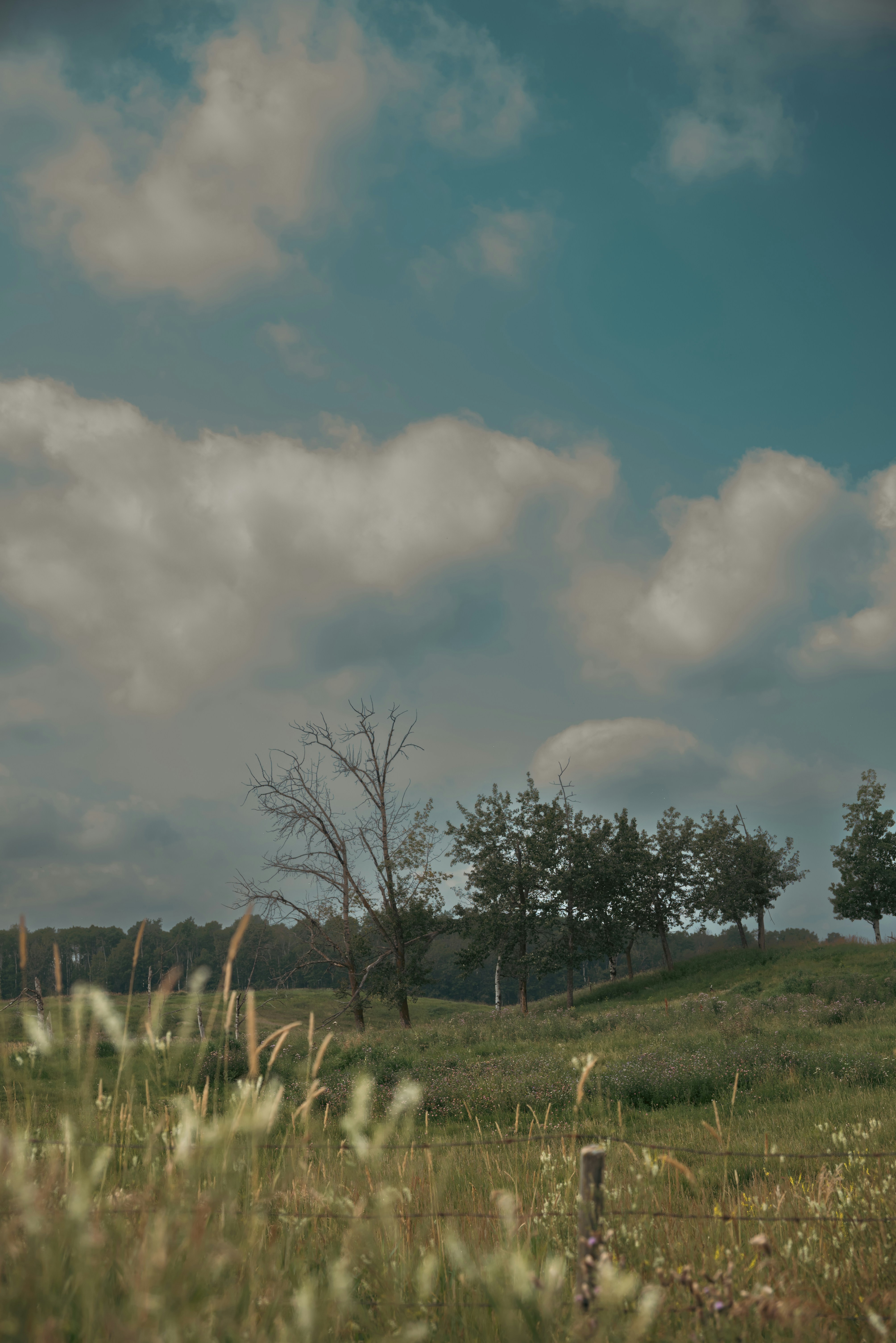 Verdant horizon under a drifting sky