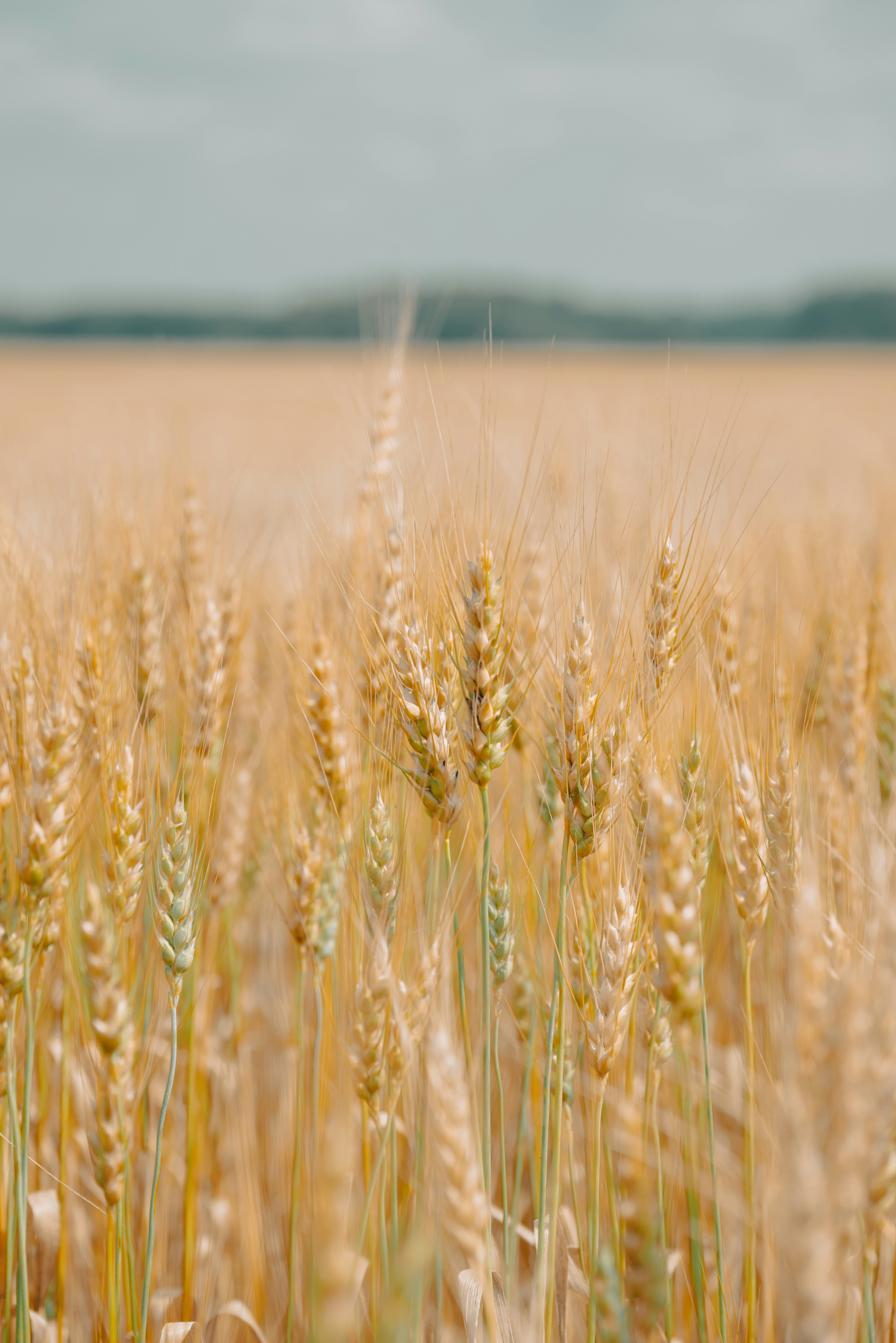 Golden Wheat Field in Soft Focus