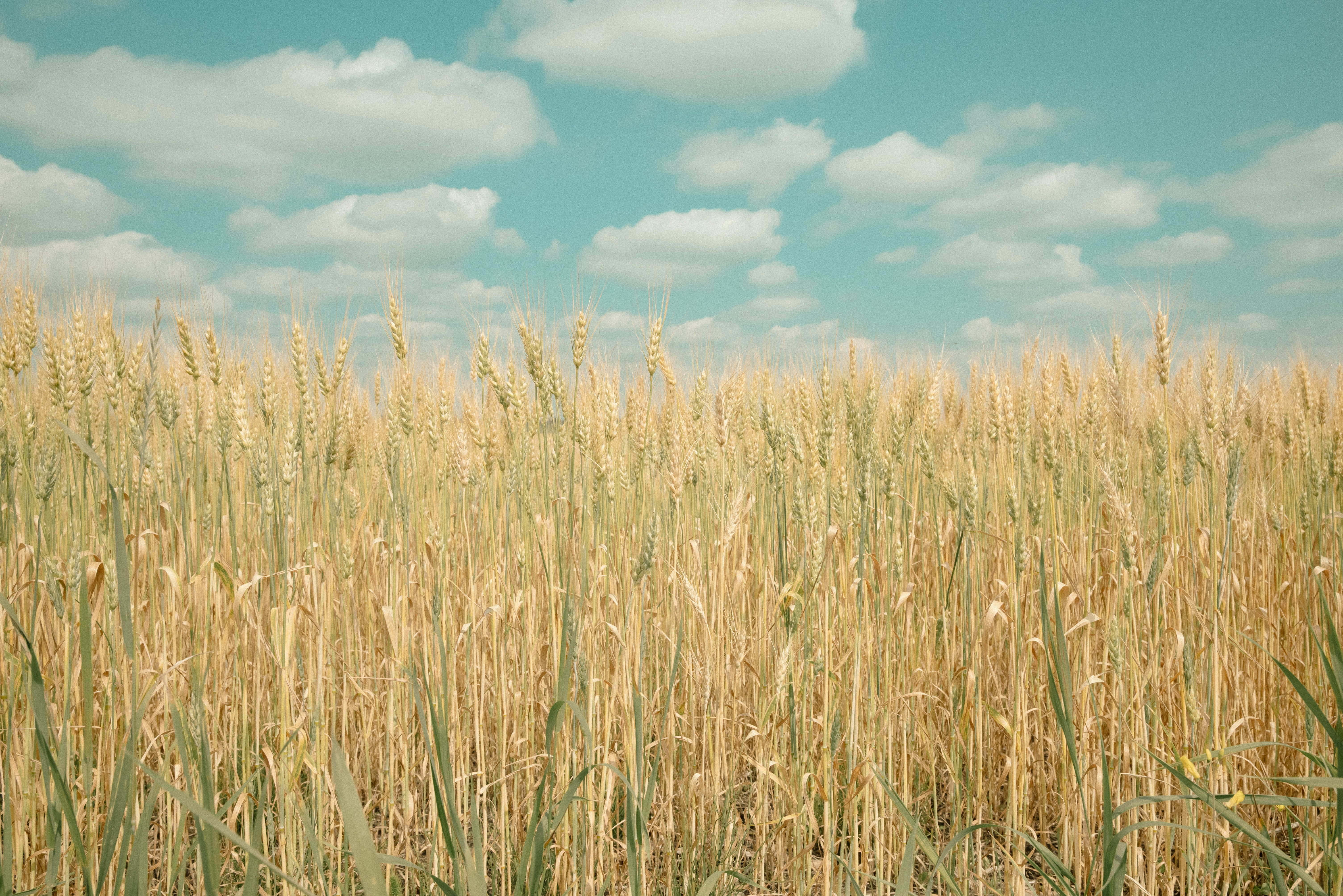 Golden Harvest Under a Sky of Puffs