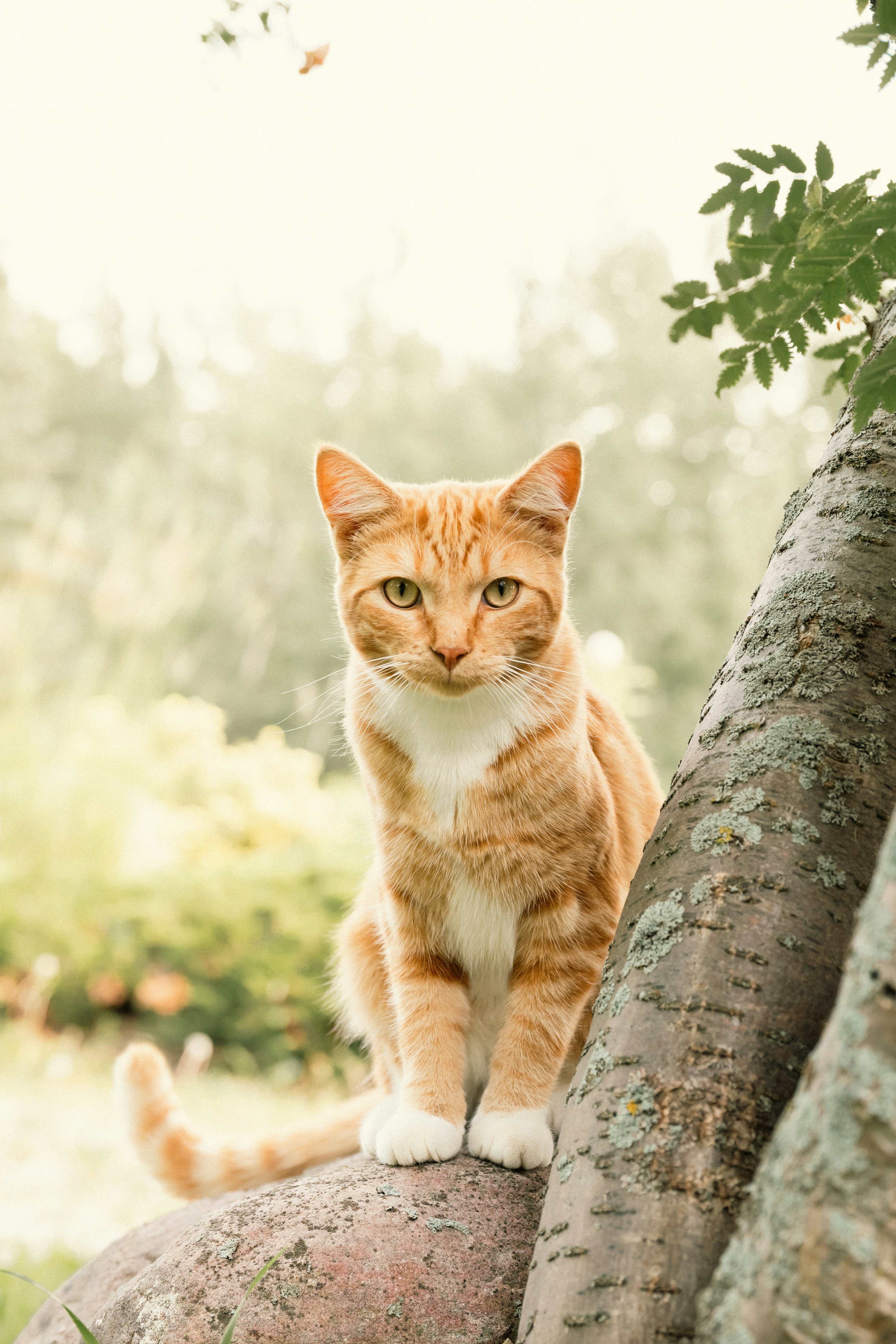 Sunlit Sentinel: The Ginger Cat Pauses on a Trunk