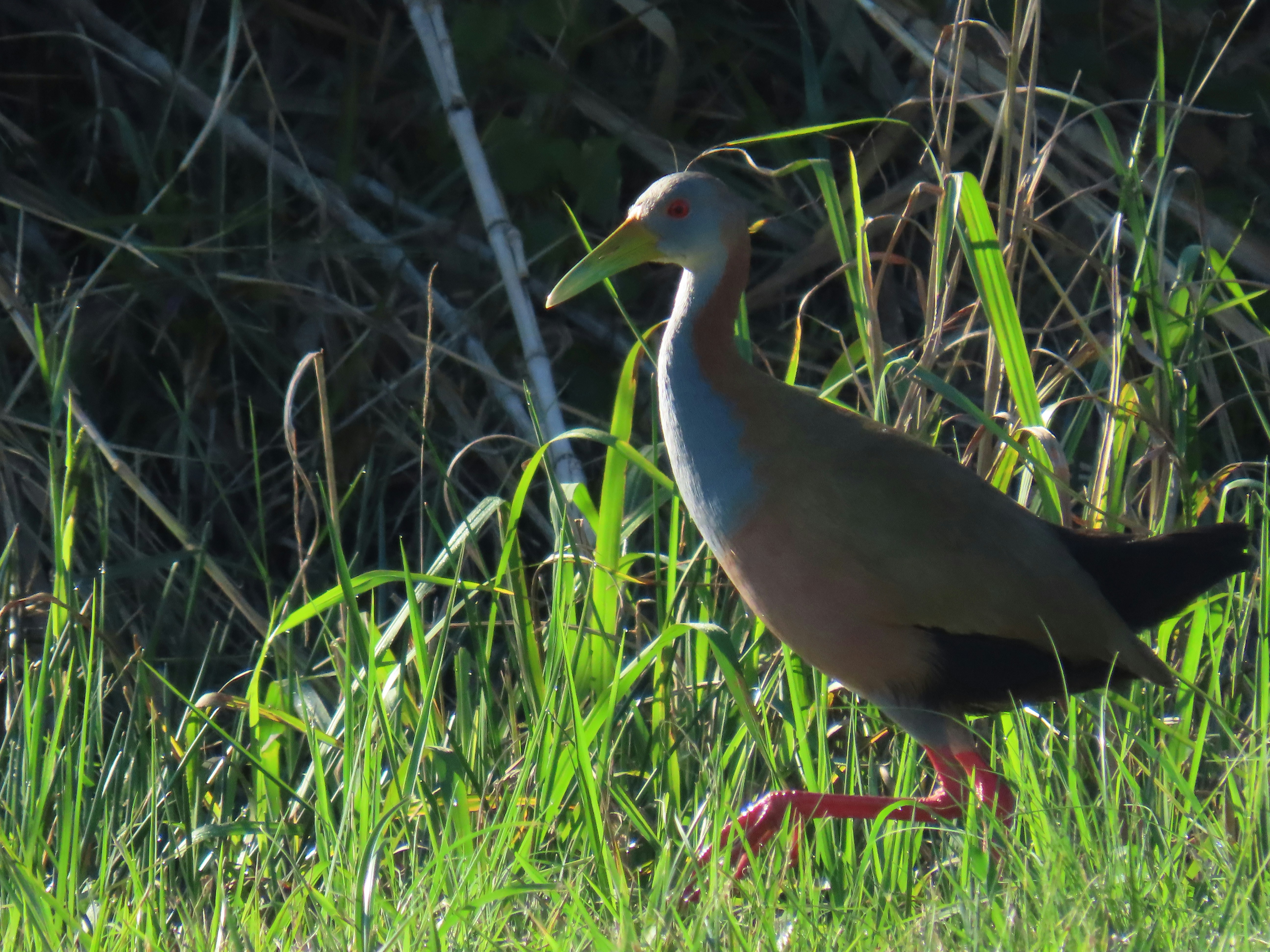 Emerald Night Heron Striding Through Grasses