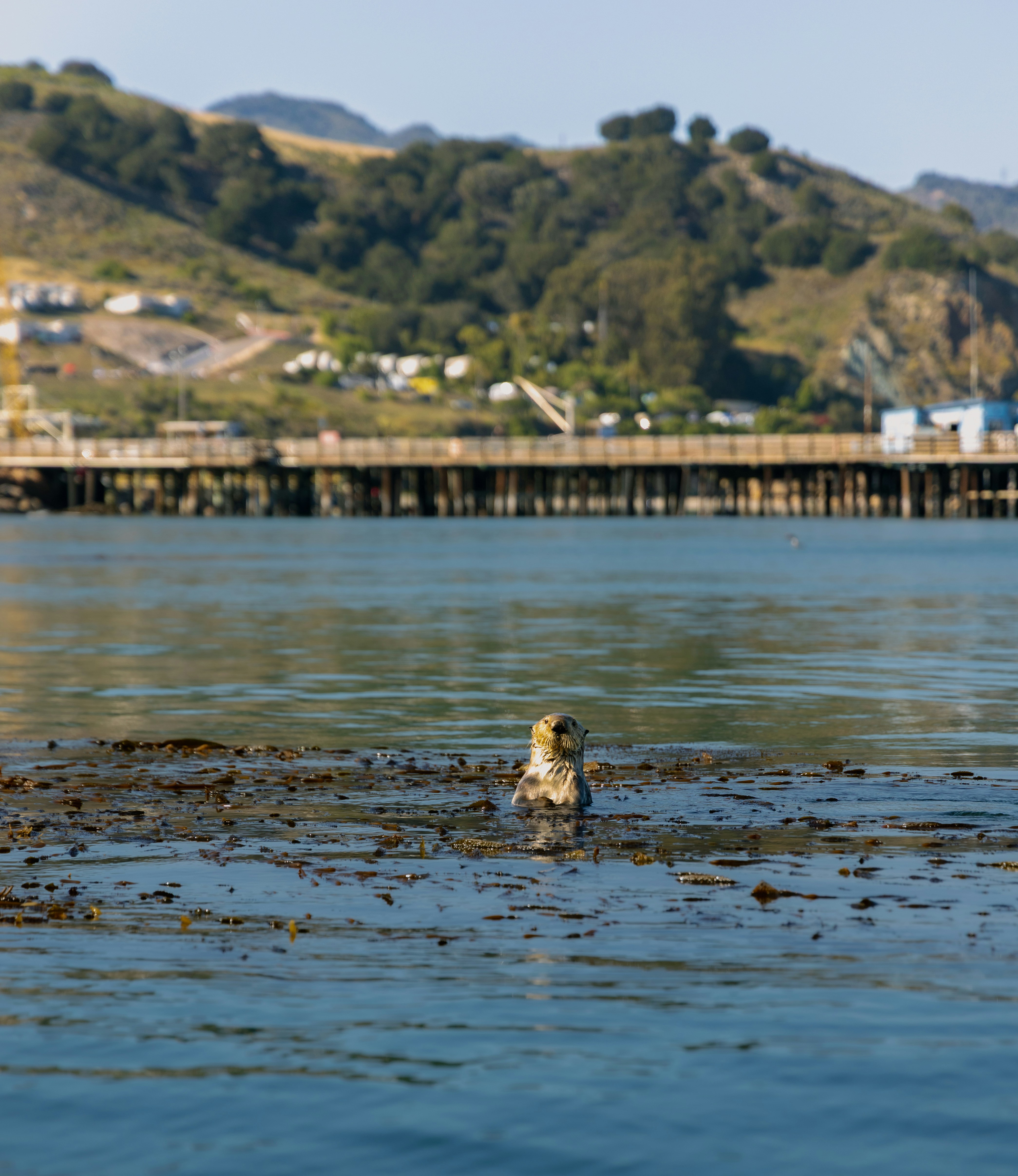 Secluded Seabird Spotlight: A Hushed Moment at the Shore