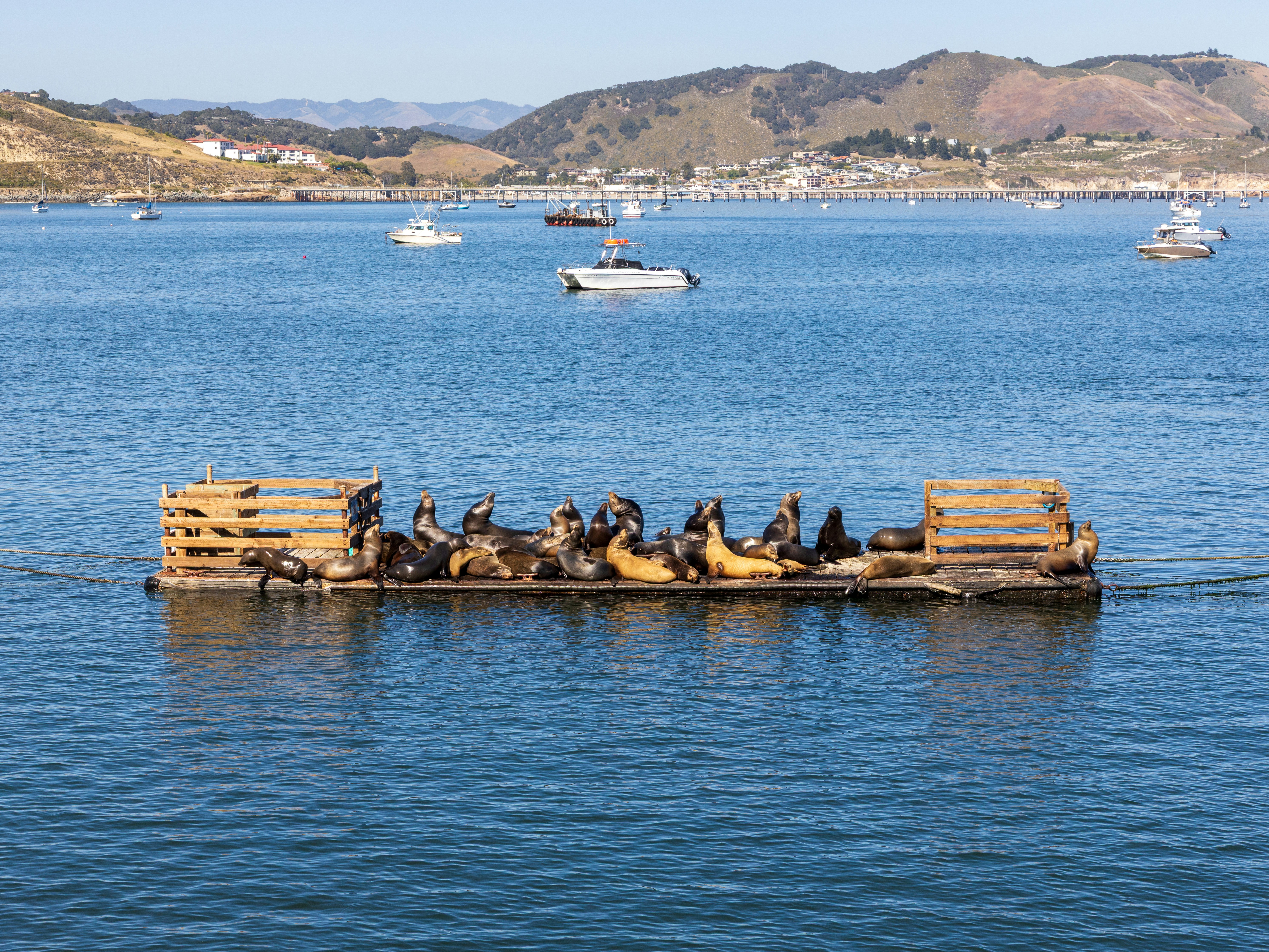 Seabird Habitat: A Floating Haven of Life