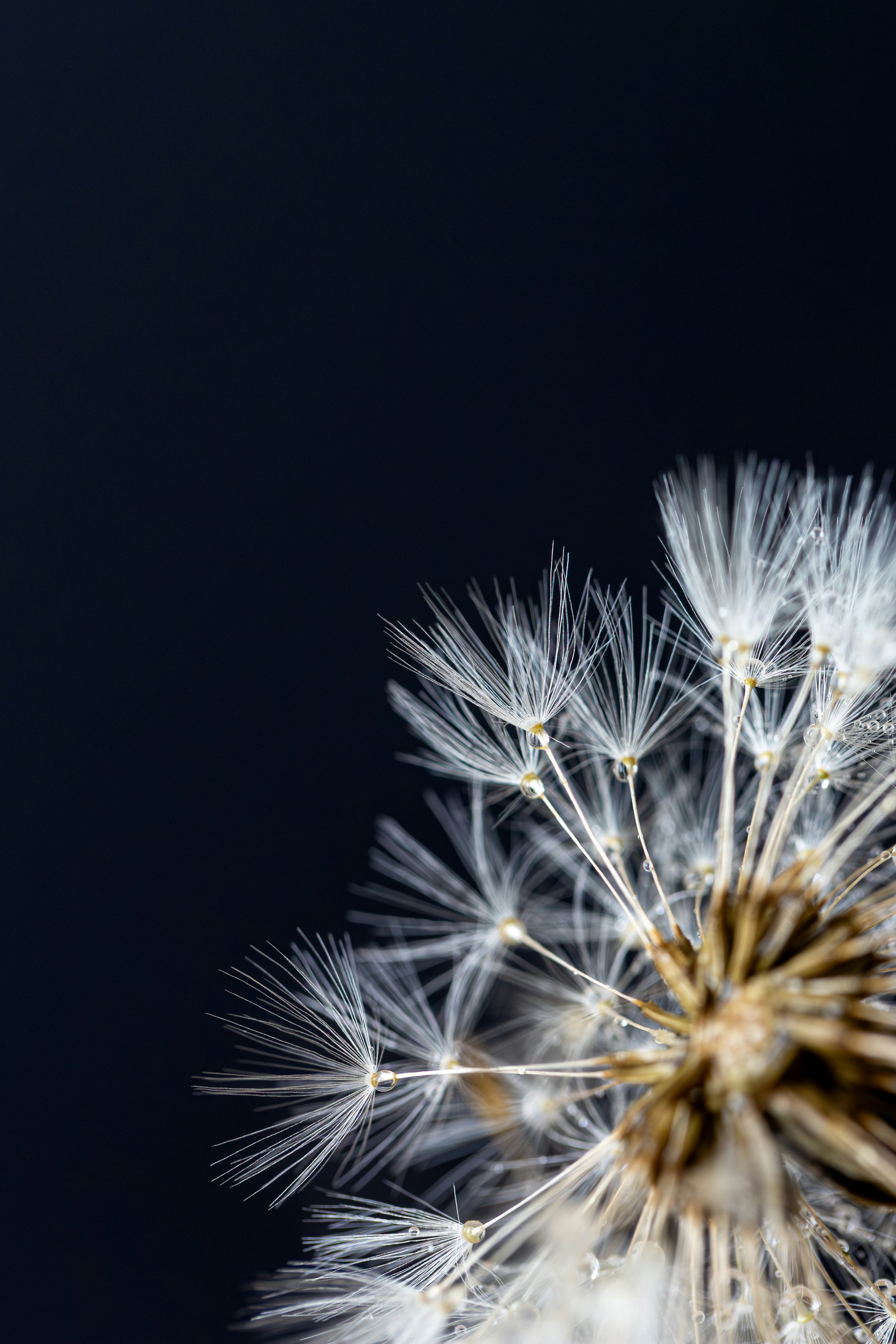 Dandelion Bloom: Close-up of Gentle Seeds in Night Light