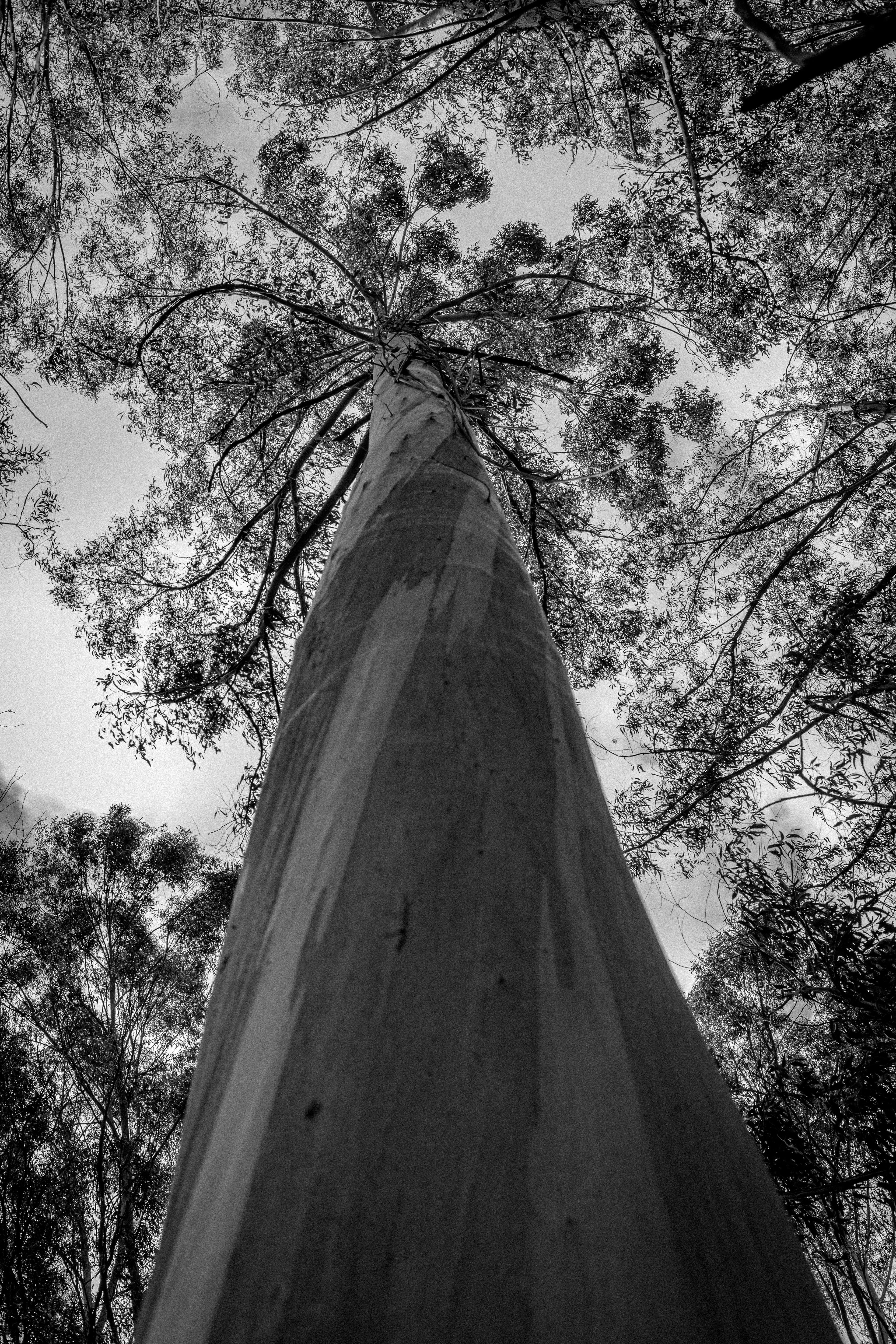 Ascending Timber: A Perspective Up the Trunk
