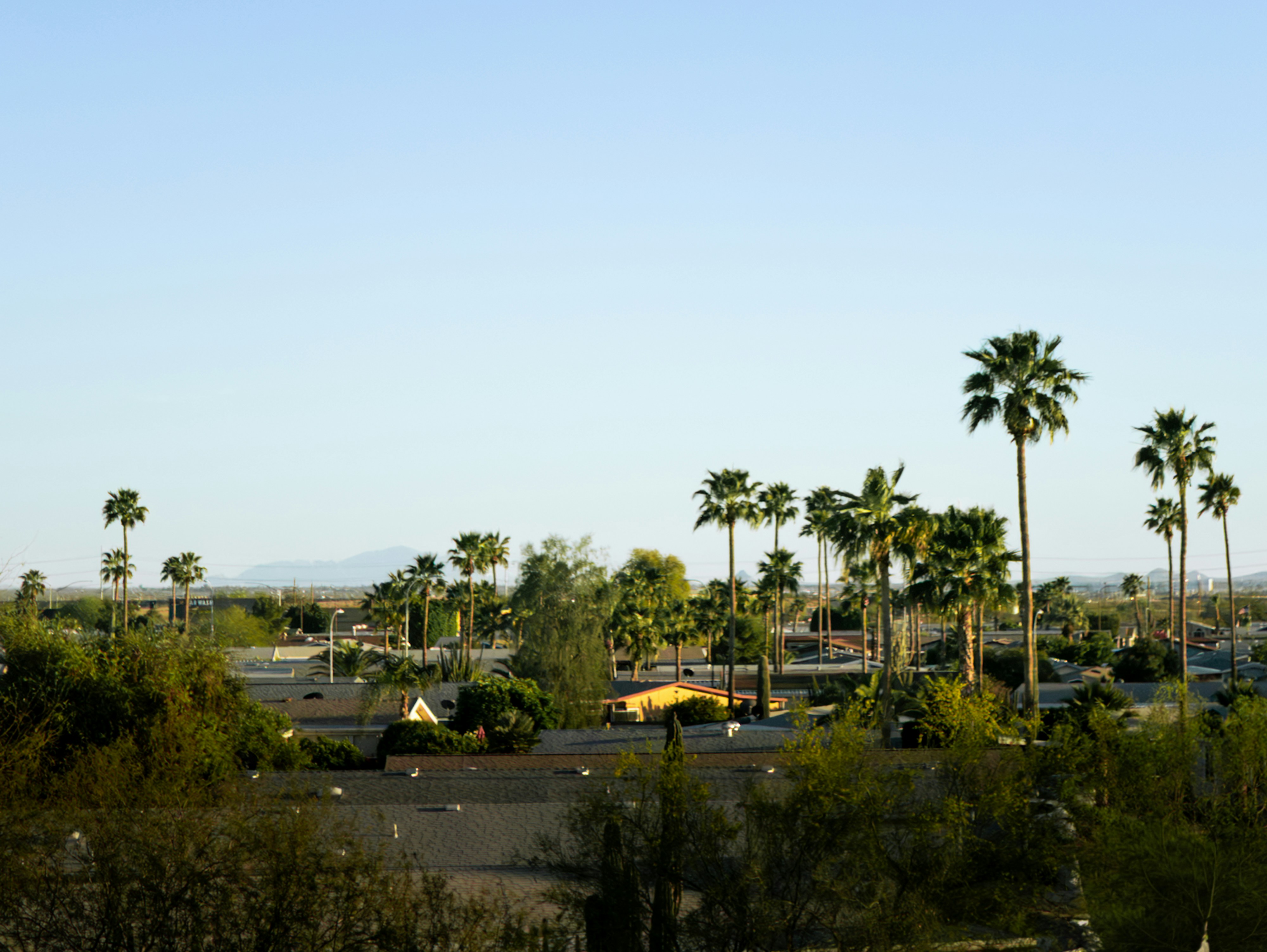 Desert Suburb Breeze: Palm Trees at Sundown over Low-roofed Homes