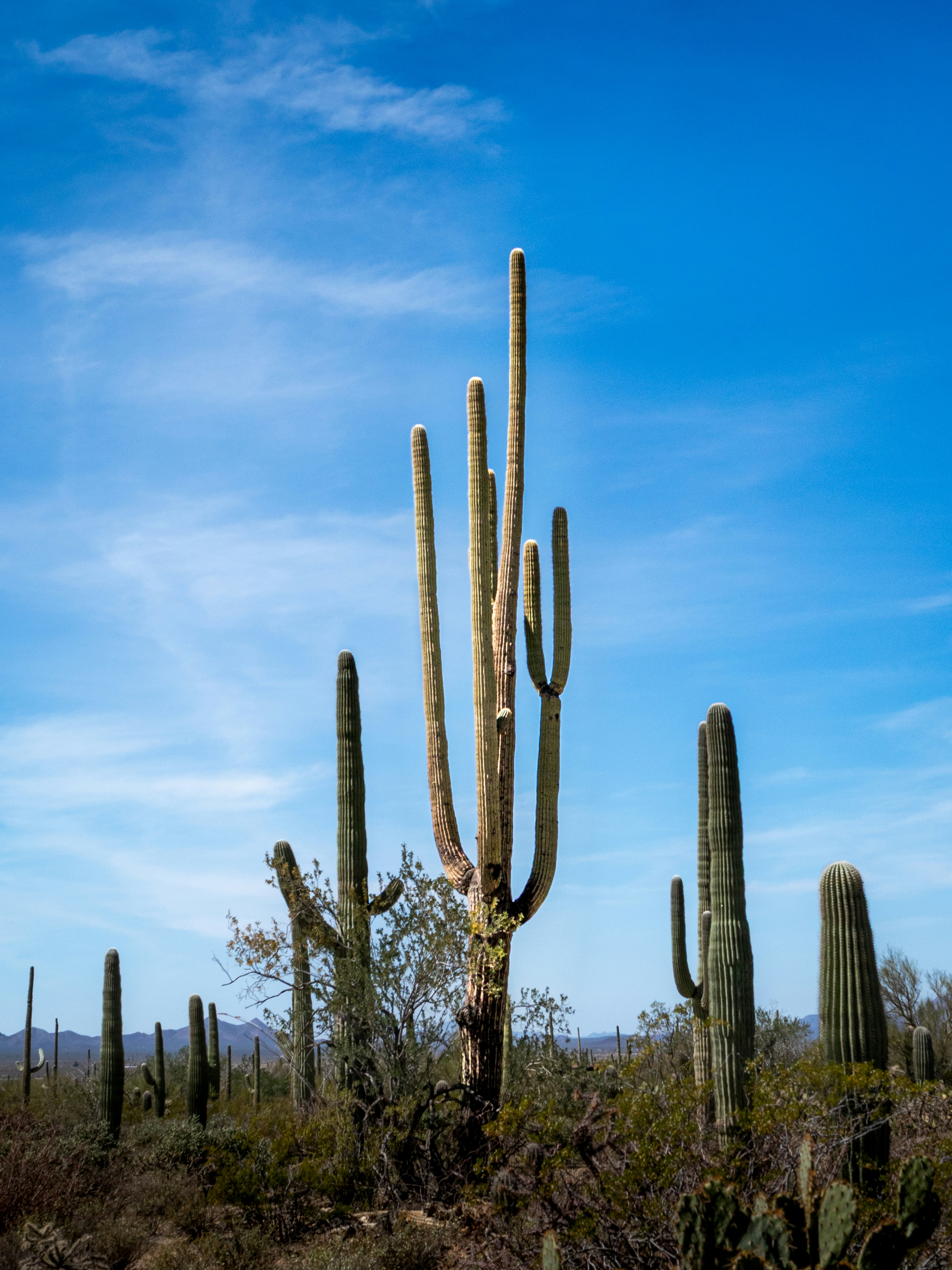 Cactus Sentinel Under a Cerulean Desert Sky