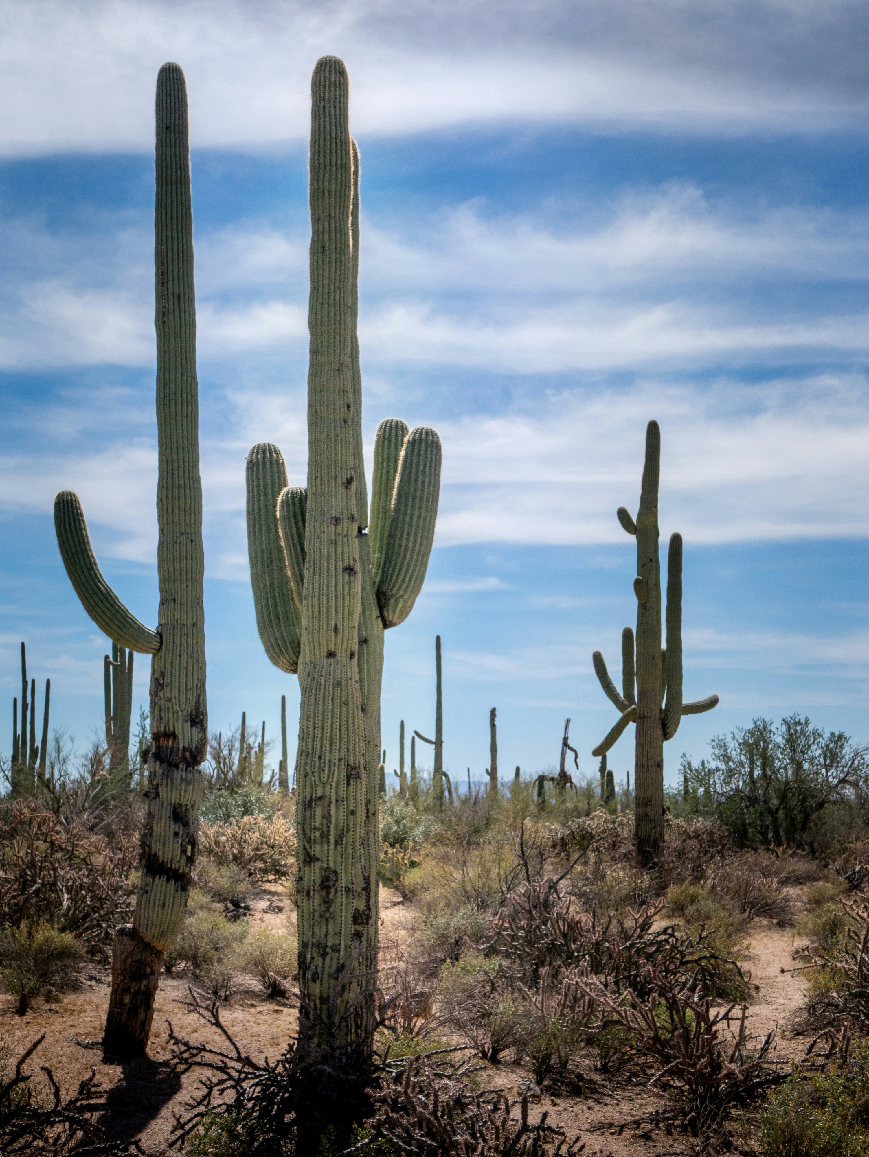 Desert Sentinel: A Towering Saguaro Amid Quiet Dunes