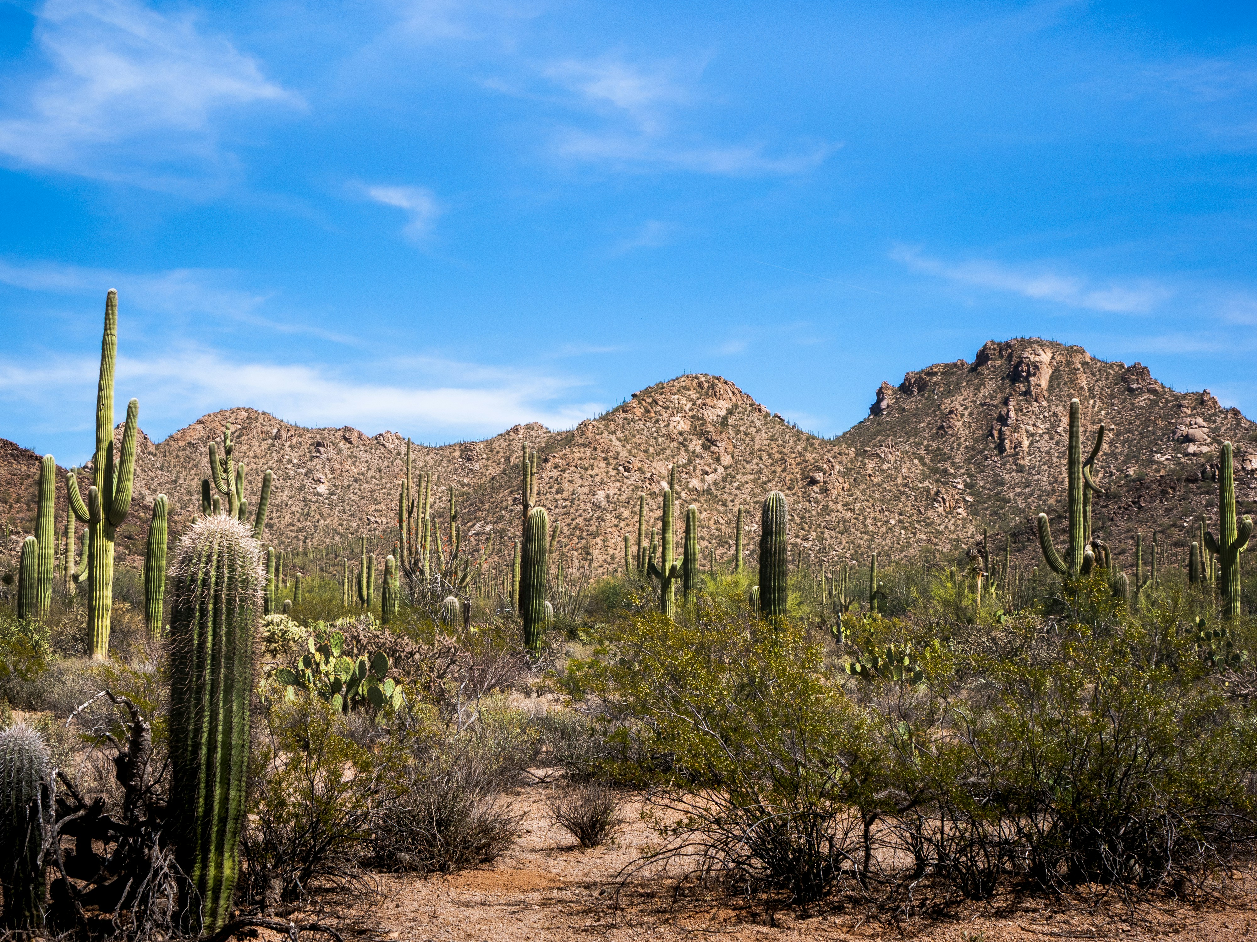 Desert Sentinels: Cacti guard the arid ridge under a cerulean sky