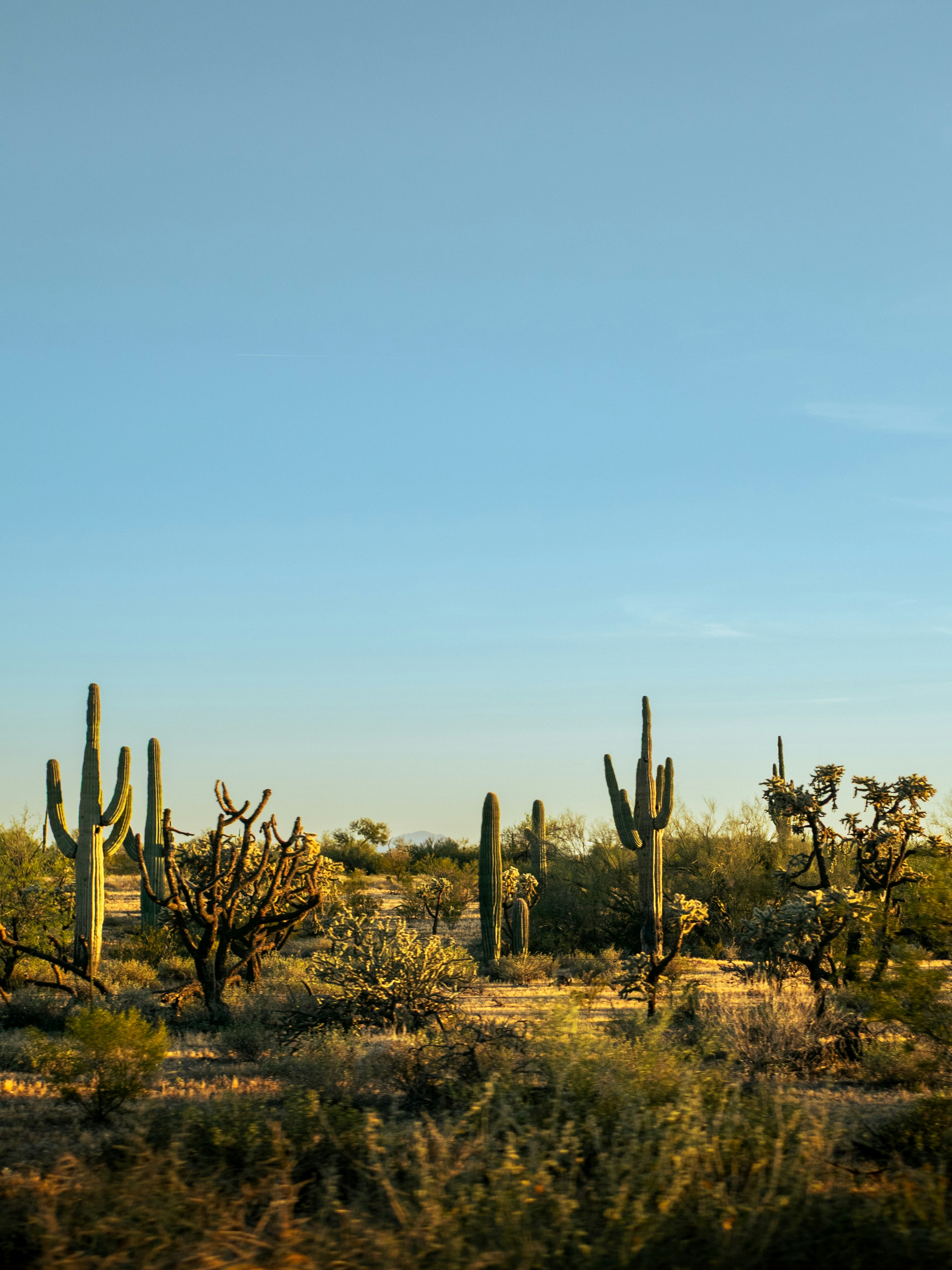 Desert Silhouettes at Dusk: Cacti against a Quiet Sky