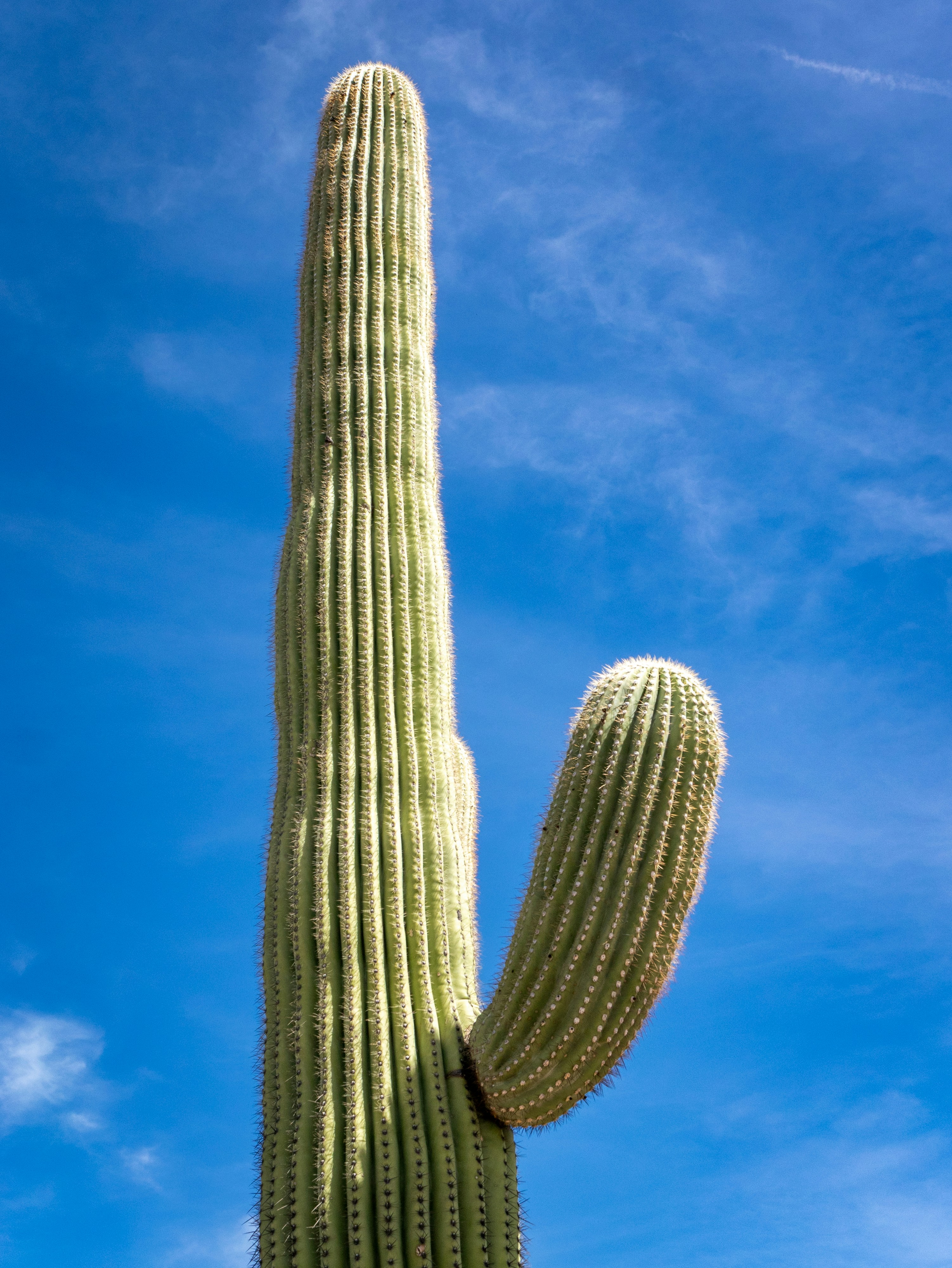 Cactus Sentinel Reaching Toward a Cobalt Sky