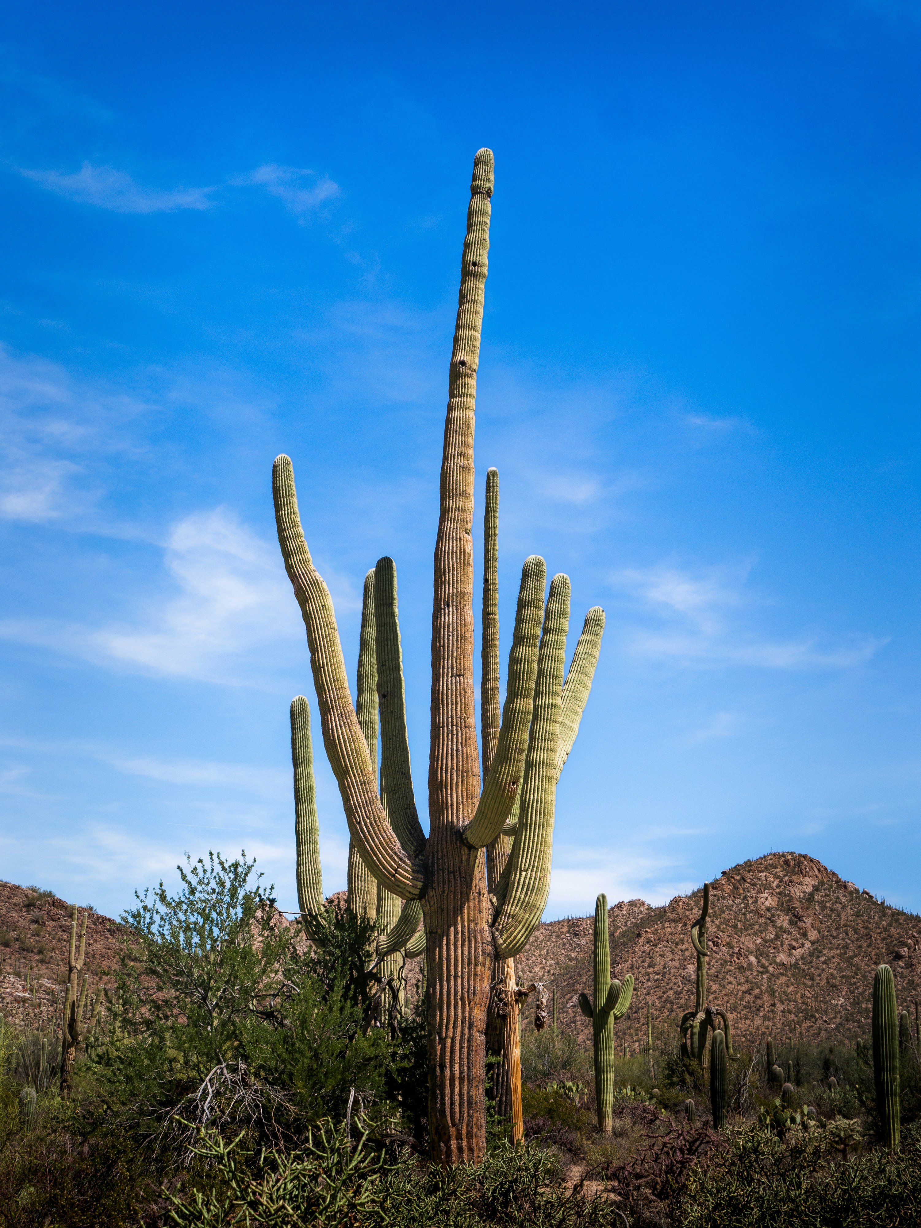 Desert Sentinel: The Central Cactus Reaching Toward the Sky