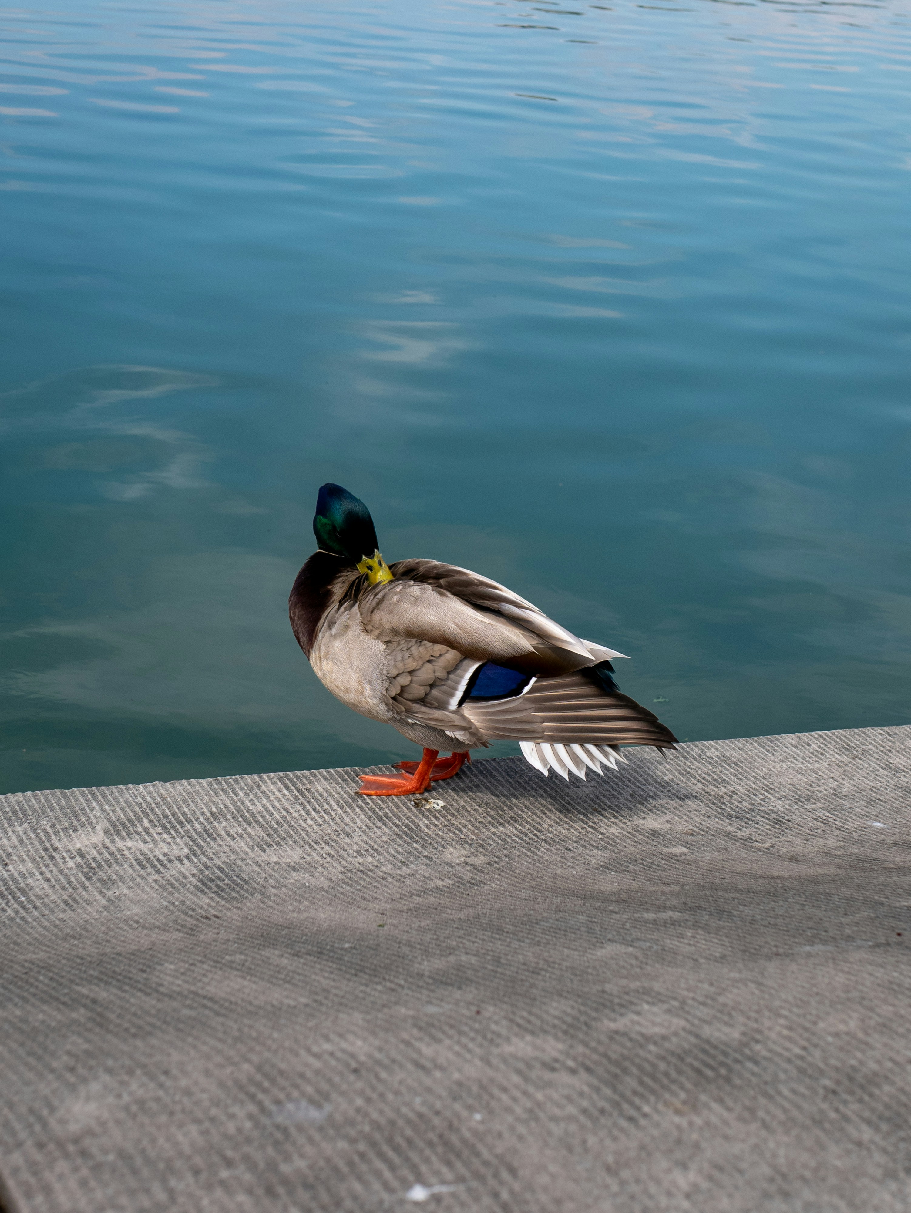 On the Edge: A Mallard Pauses at the Waterline