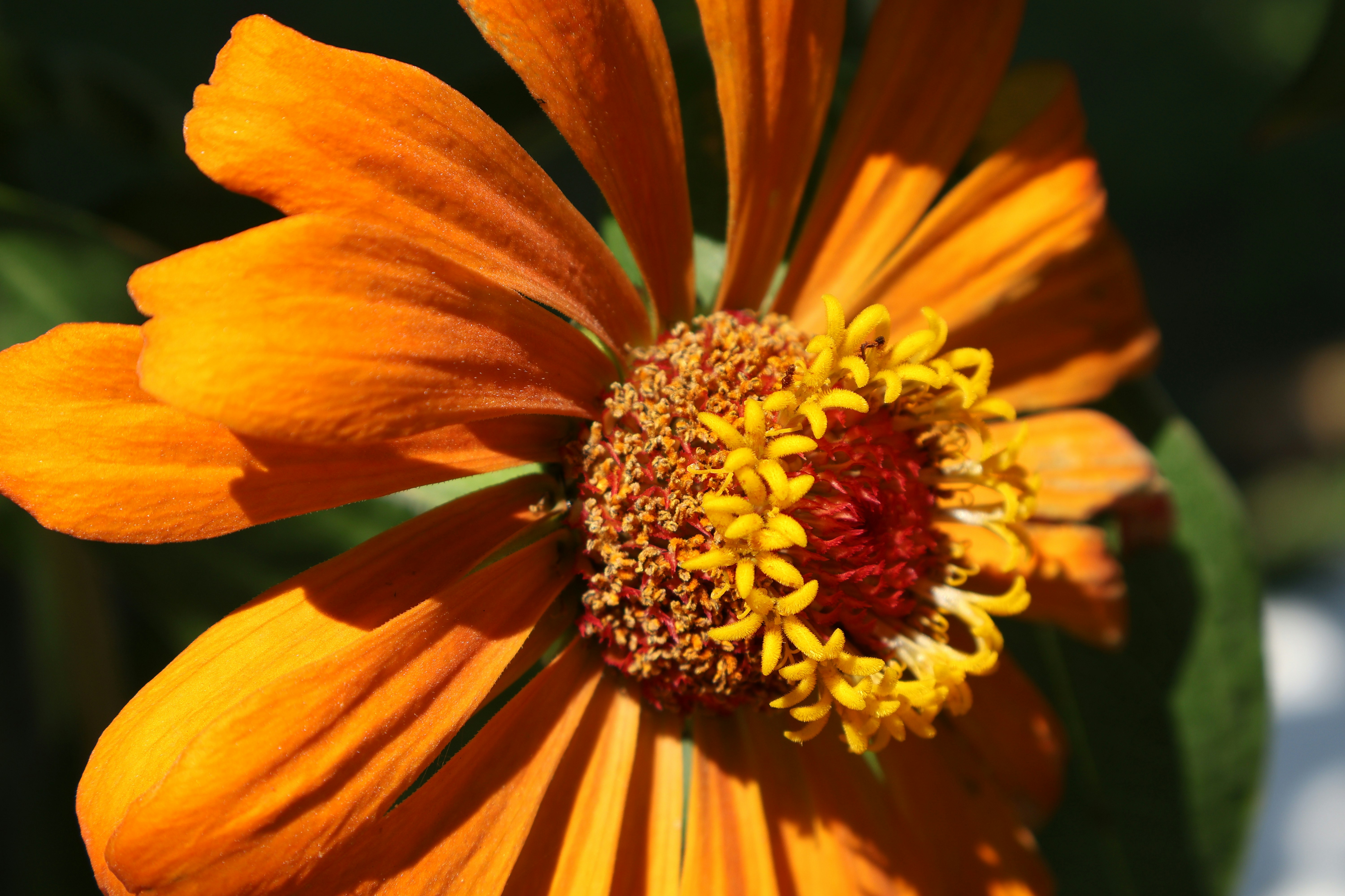 Sunlit Orange Bloom: Center of Radiant Petals at Dusk