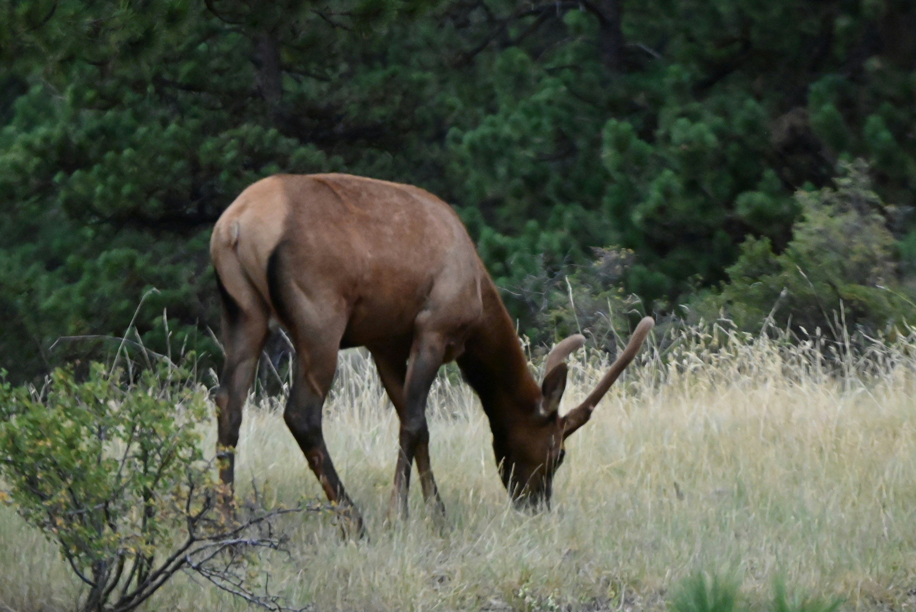Grazing Stag beneath a Quiet Forest Edge