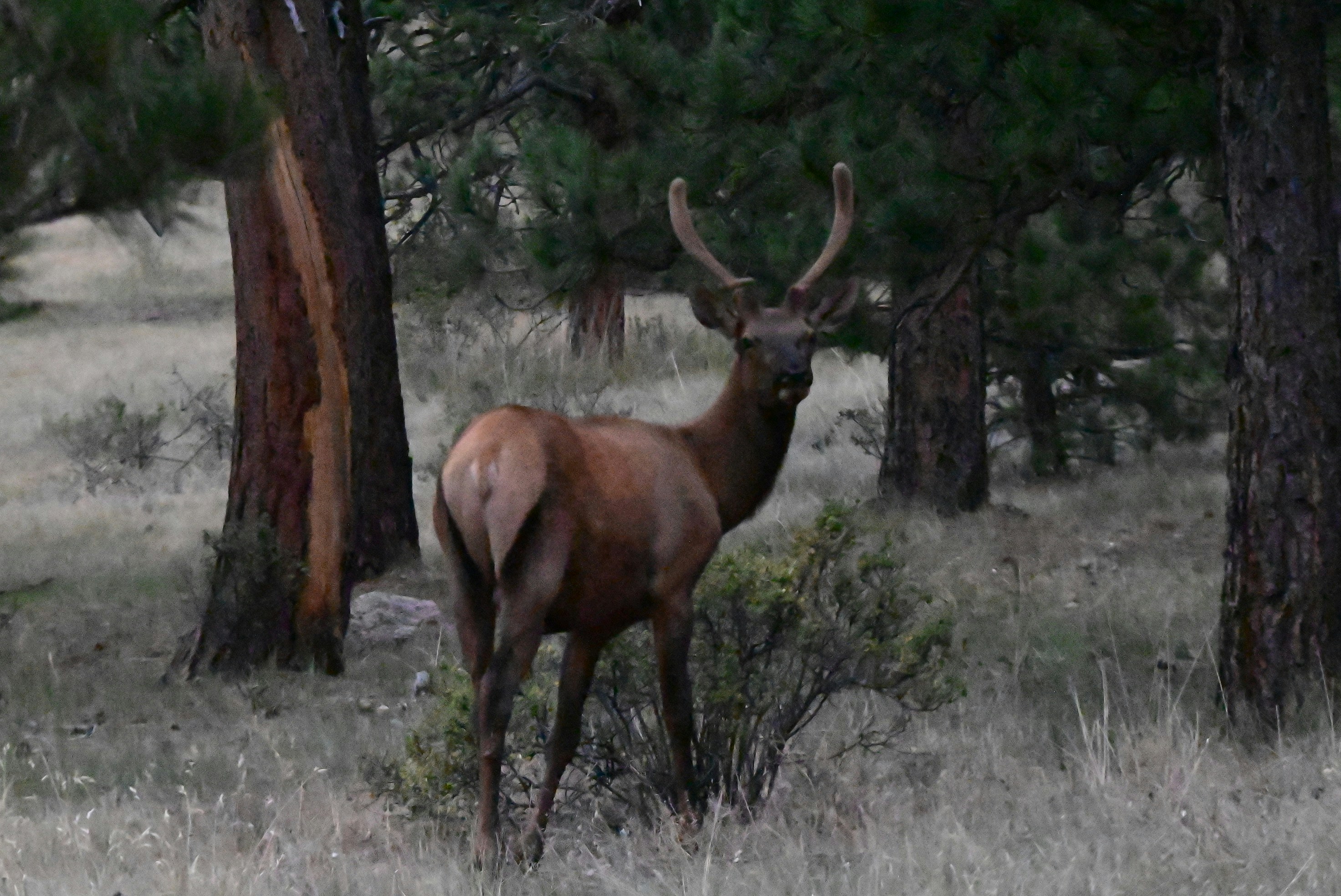 Stag in a Pinescape: Quiet Watcher at Dusk