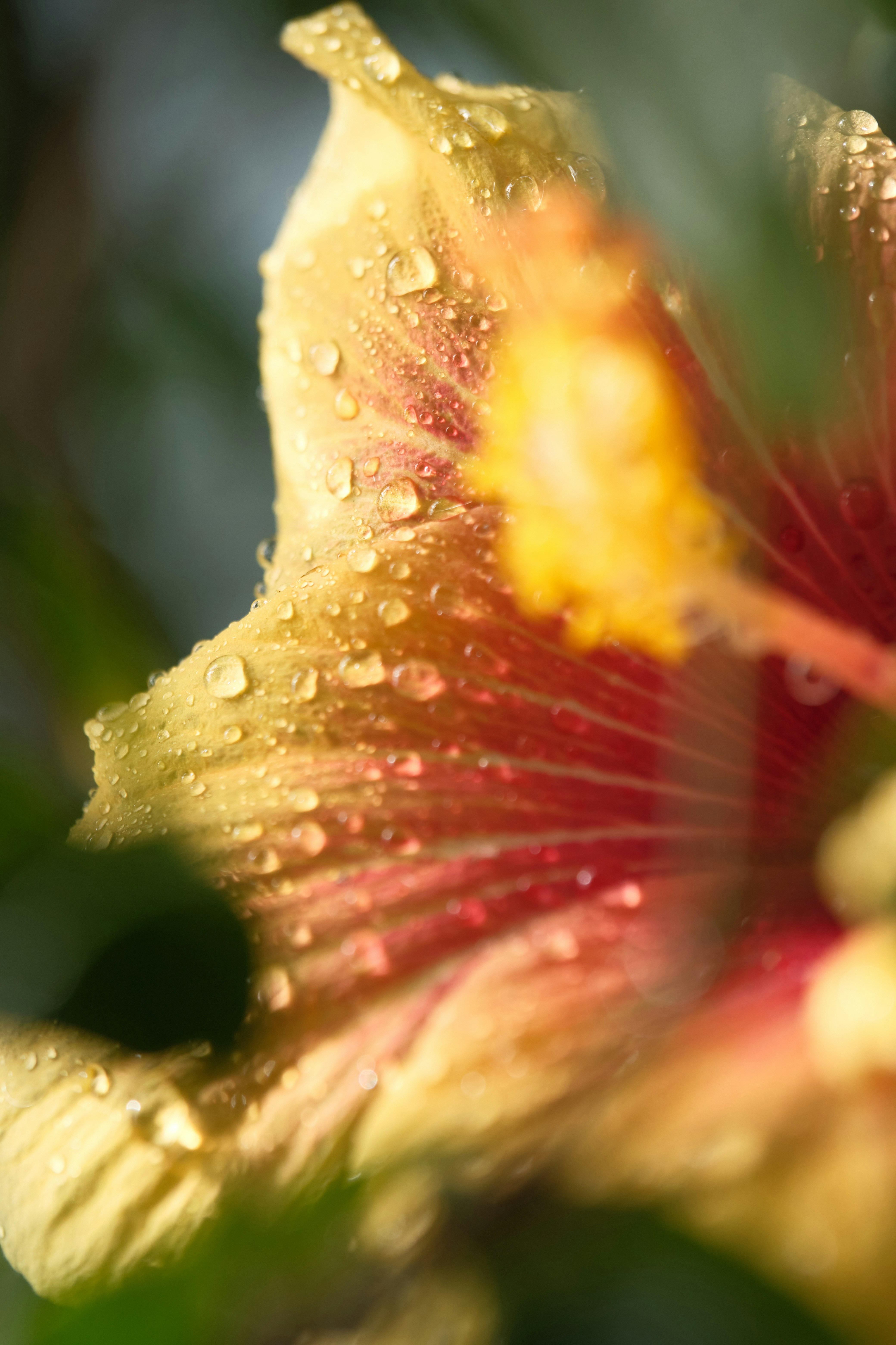 Petals in Dew: A Macro Moment on a Sunlit Hibiscus
