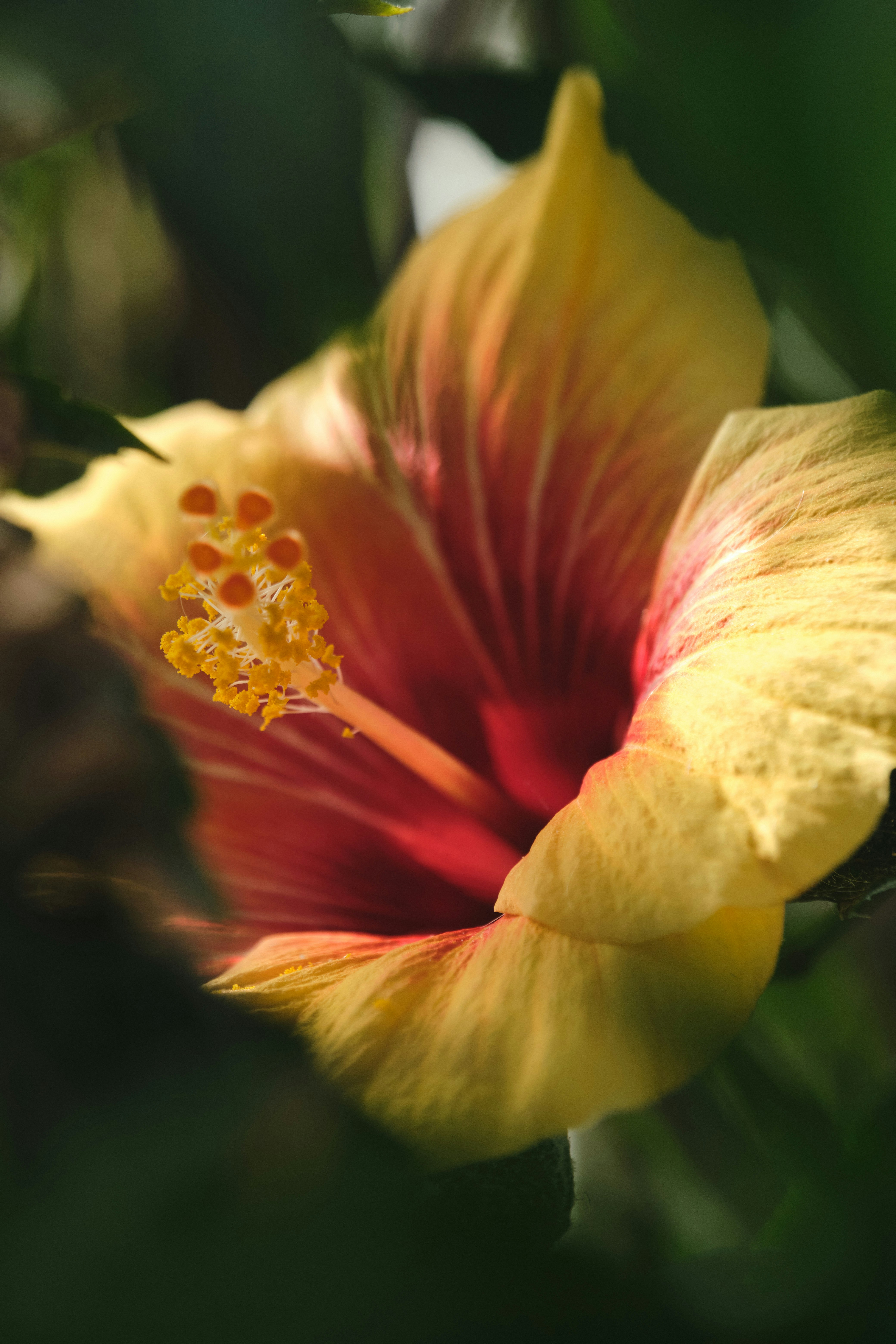 Hibiscus Coral: A Close-Up of Velvet Petals and Stamen