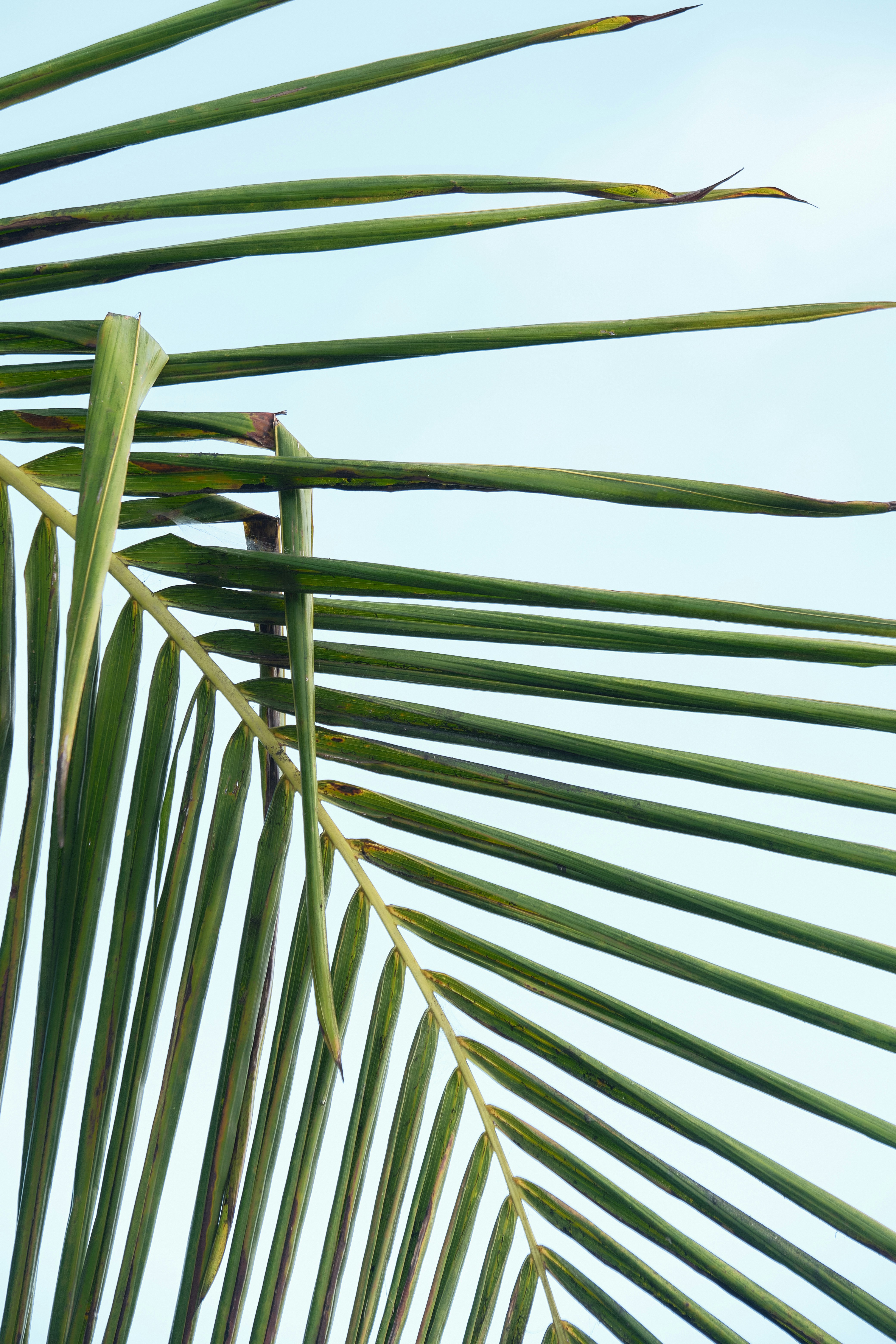 Palm Frond Geometry Against a Clear Sky