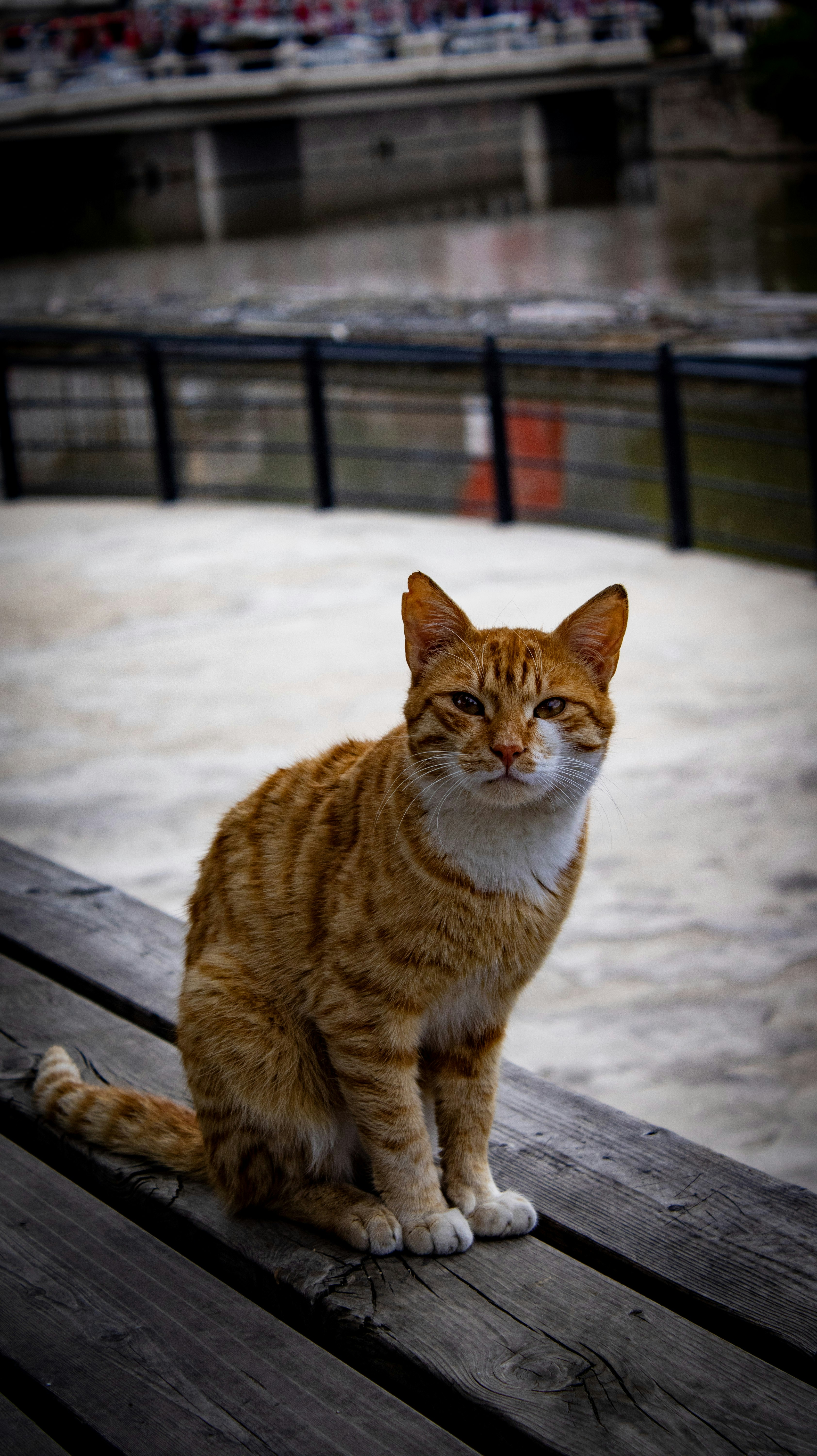 Parkside Cat: Amber Fur on a Weathered Deck