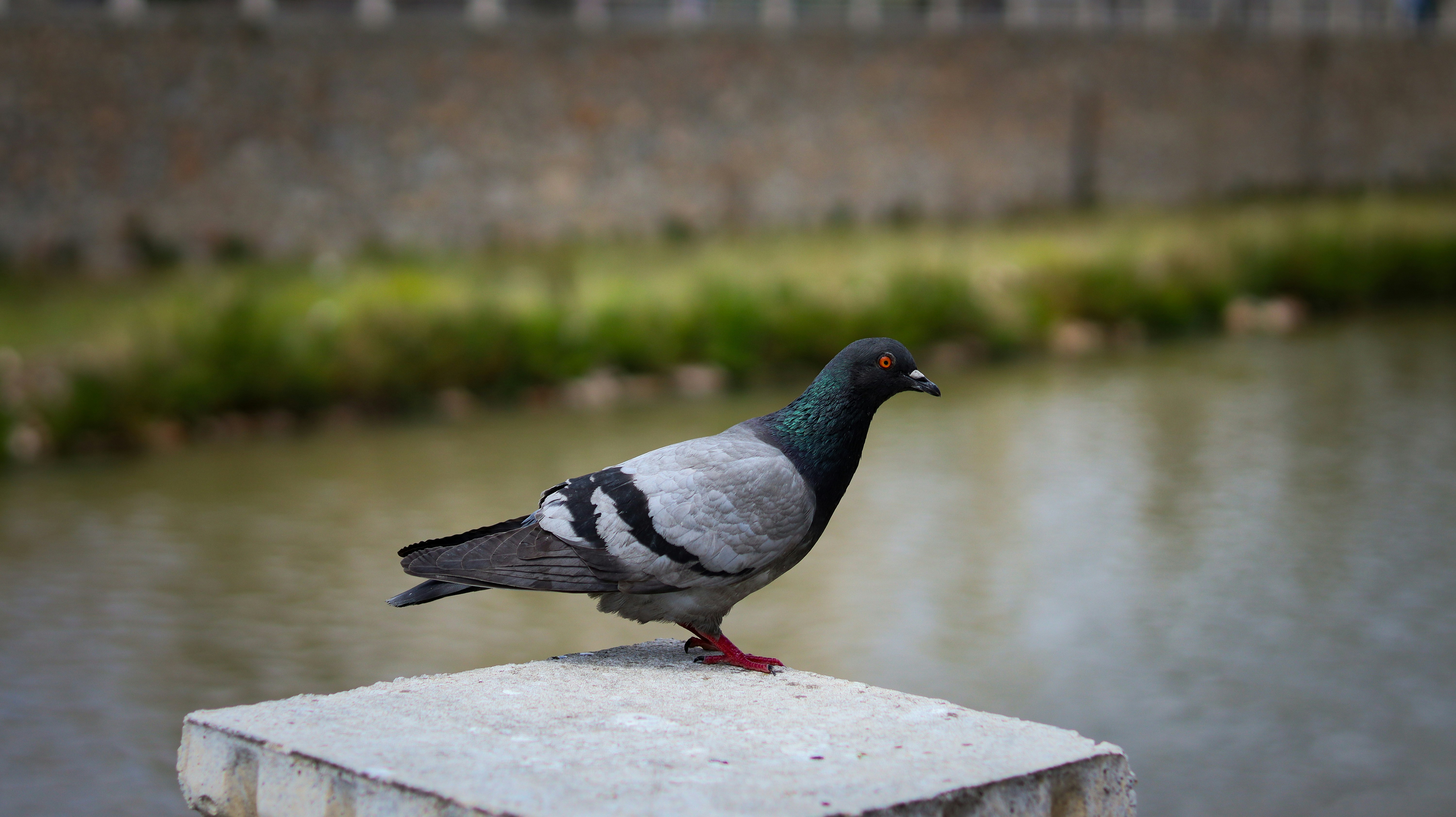 Urban Pigeon on a Concrete Pedestal