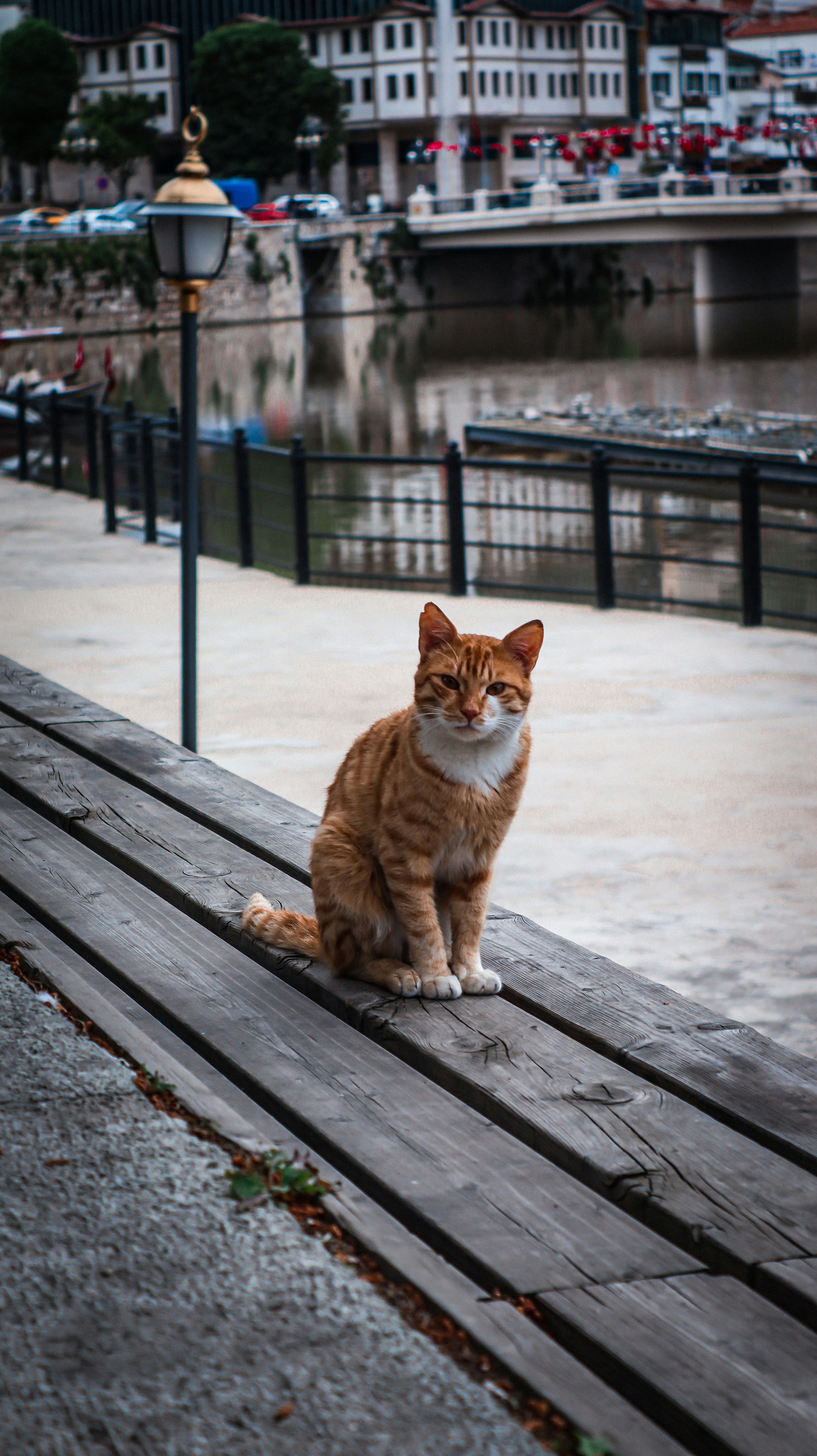 Comma of Calm: A Ginger Cat Dignified on Riverside Planks