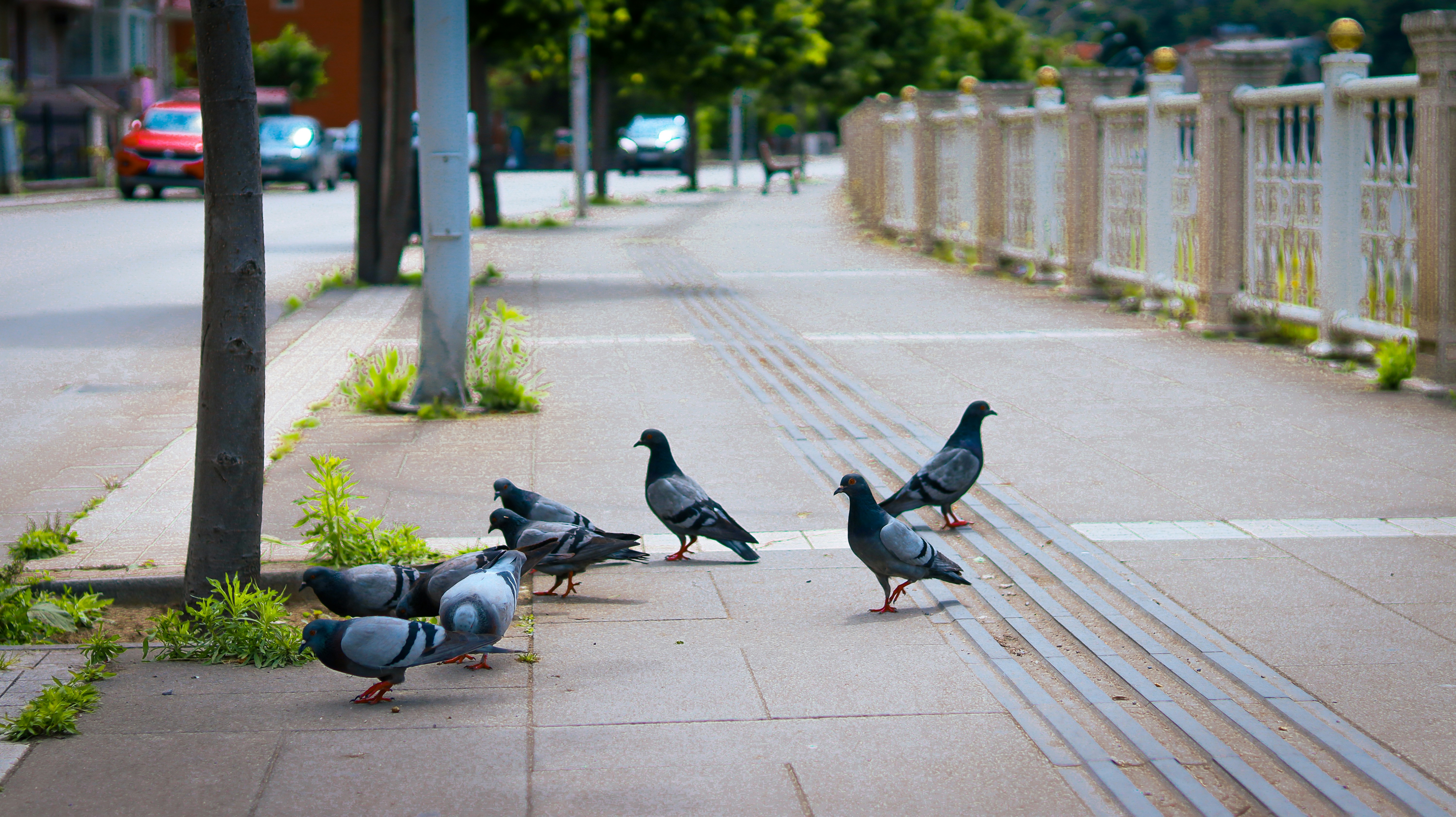 Flurry of Pigeons on a City Walk