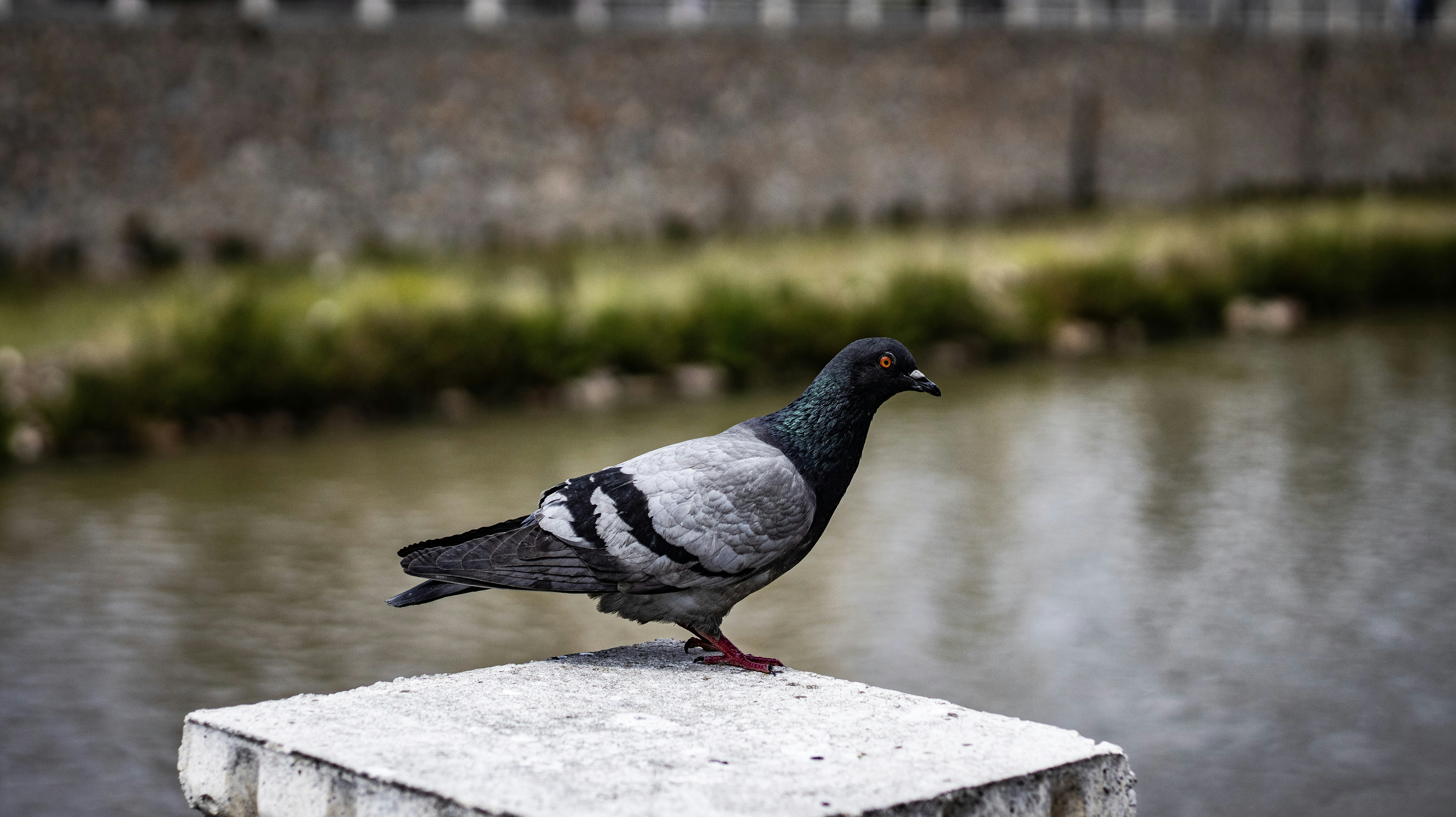 Pigeon perched on a weathered concrete pedestal beside a calm waterway, with a blurred background of riverbank and stone wall.