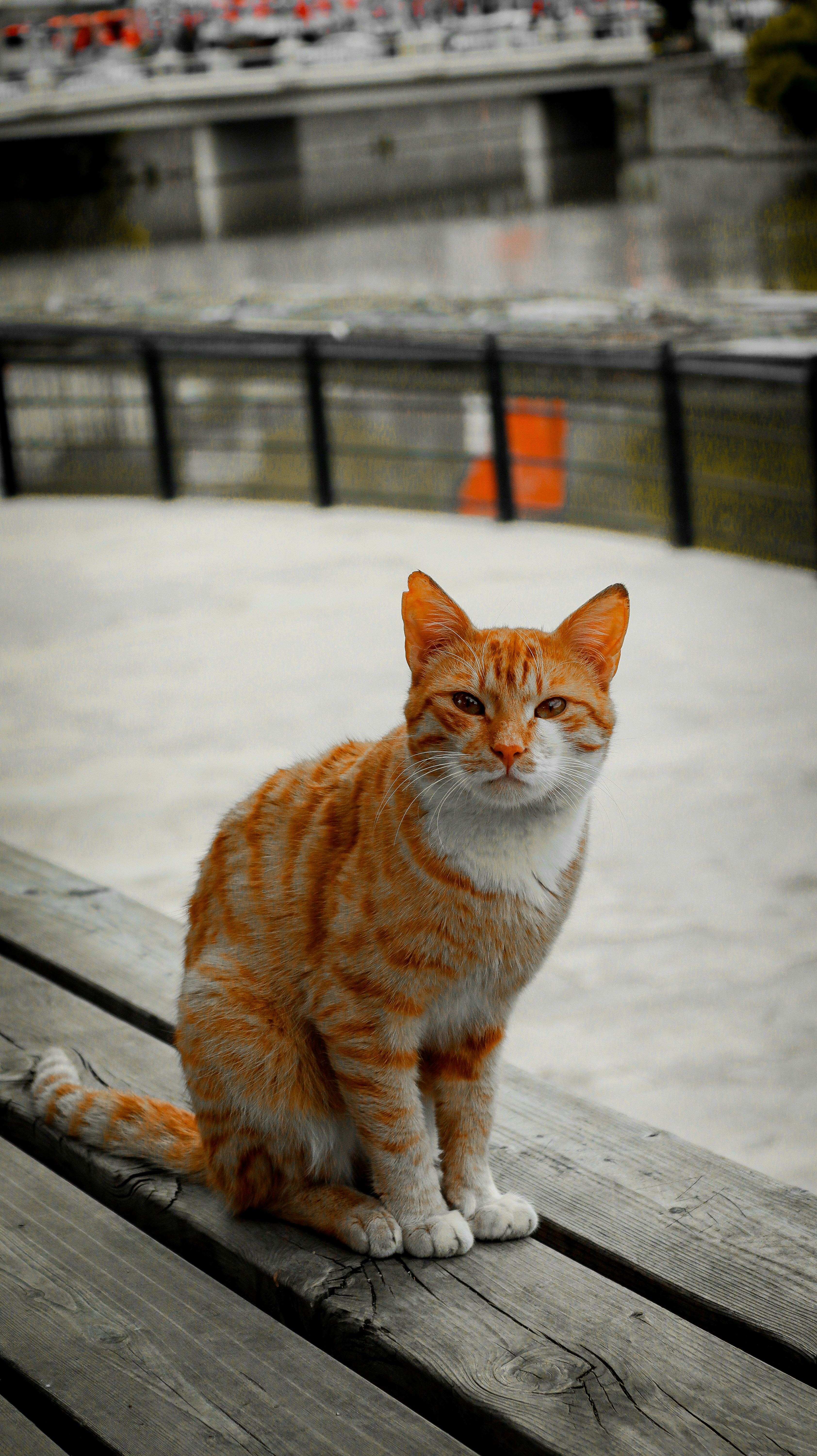 Orange Tabby on the Pier: Quiet Confidence by the Water
