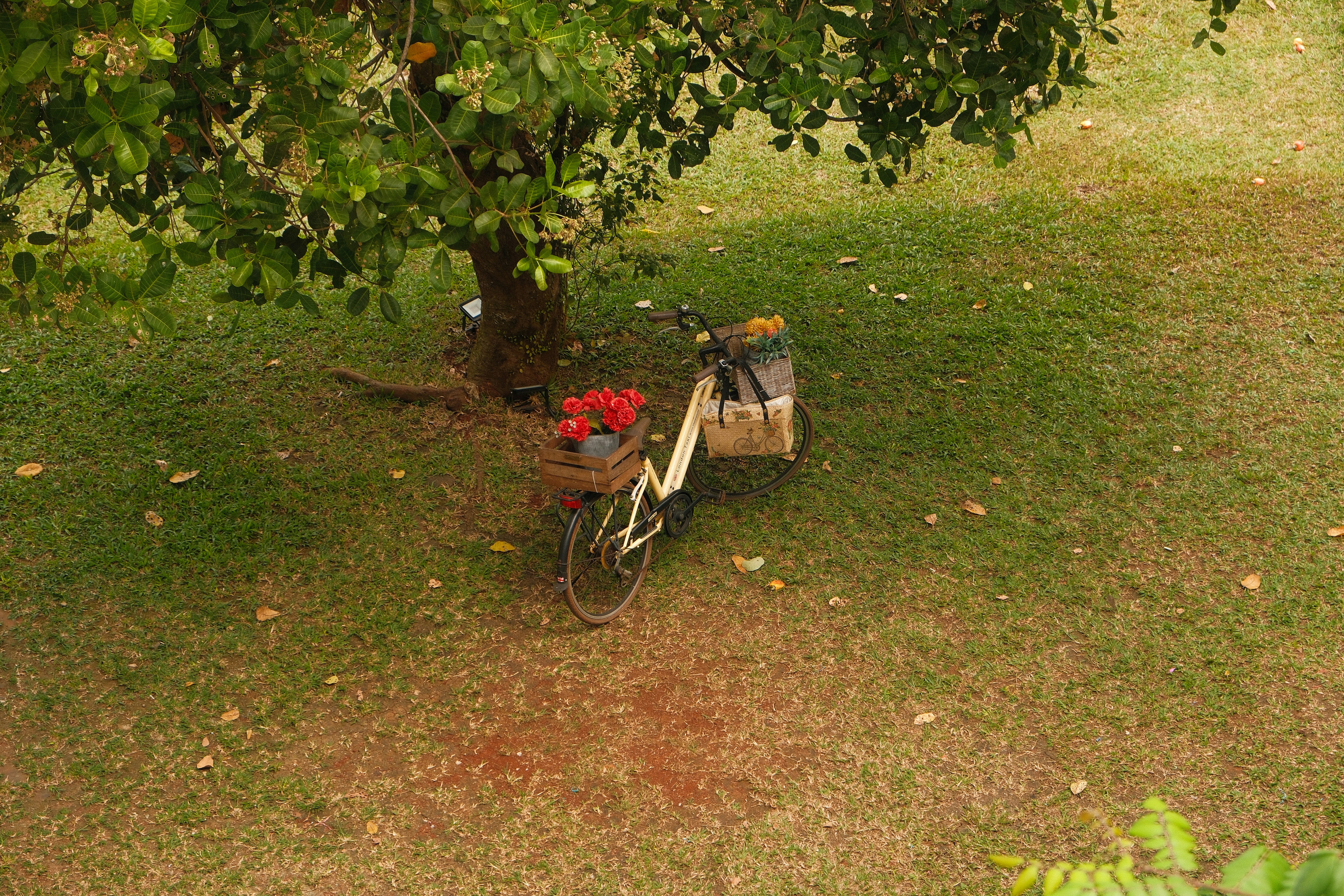 Rustic Bicycle with Flower Basket Beneath a Tree