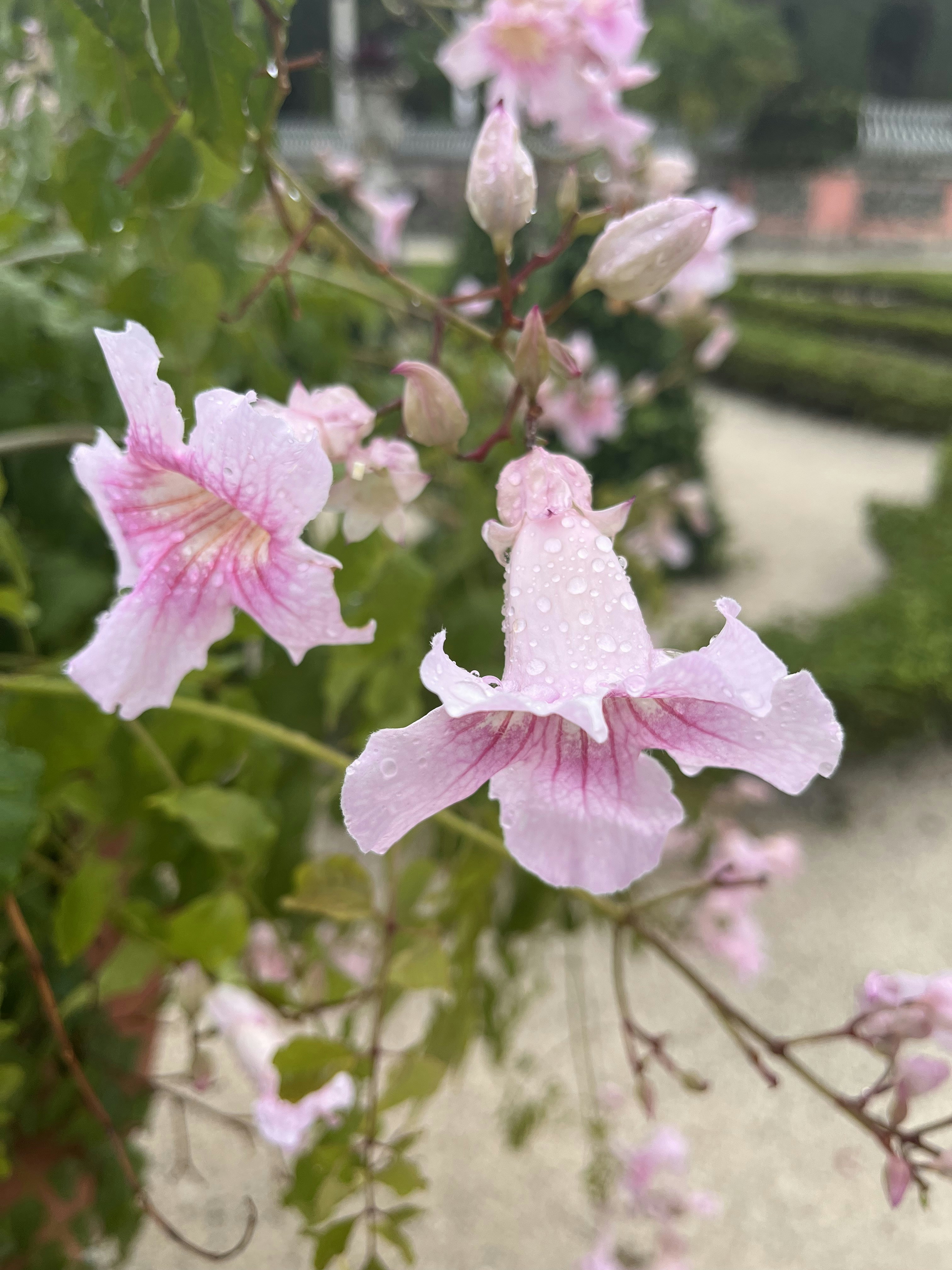 Pink Trumpet Blooms with Morning Dew