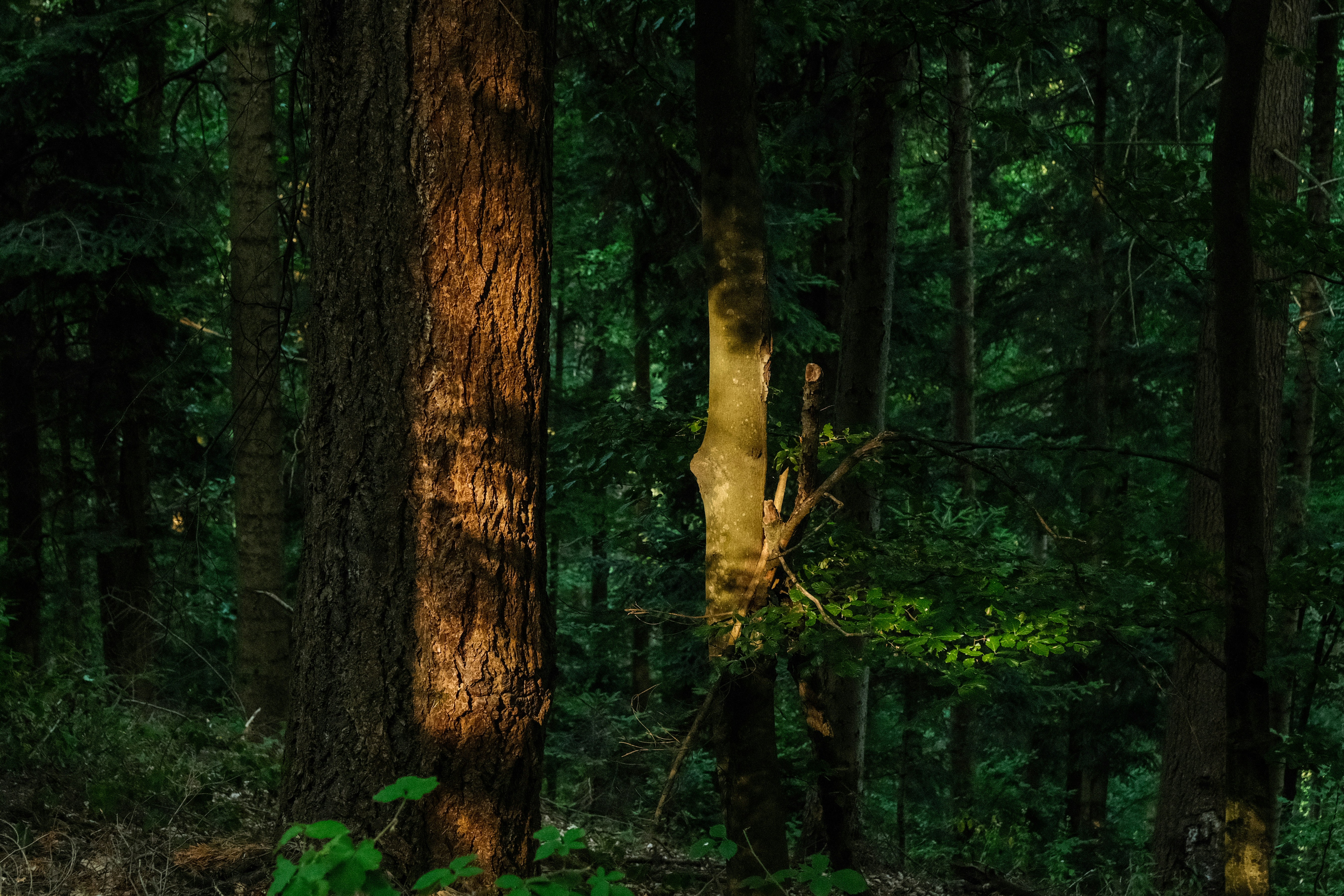 Sunlit Trunk and Shadowed Forest Gap
