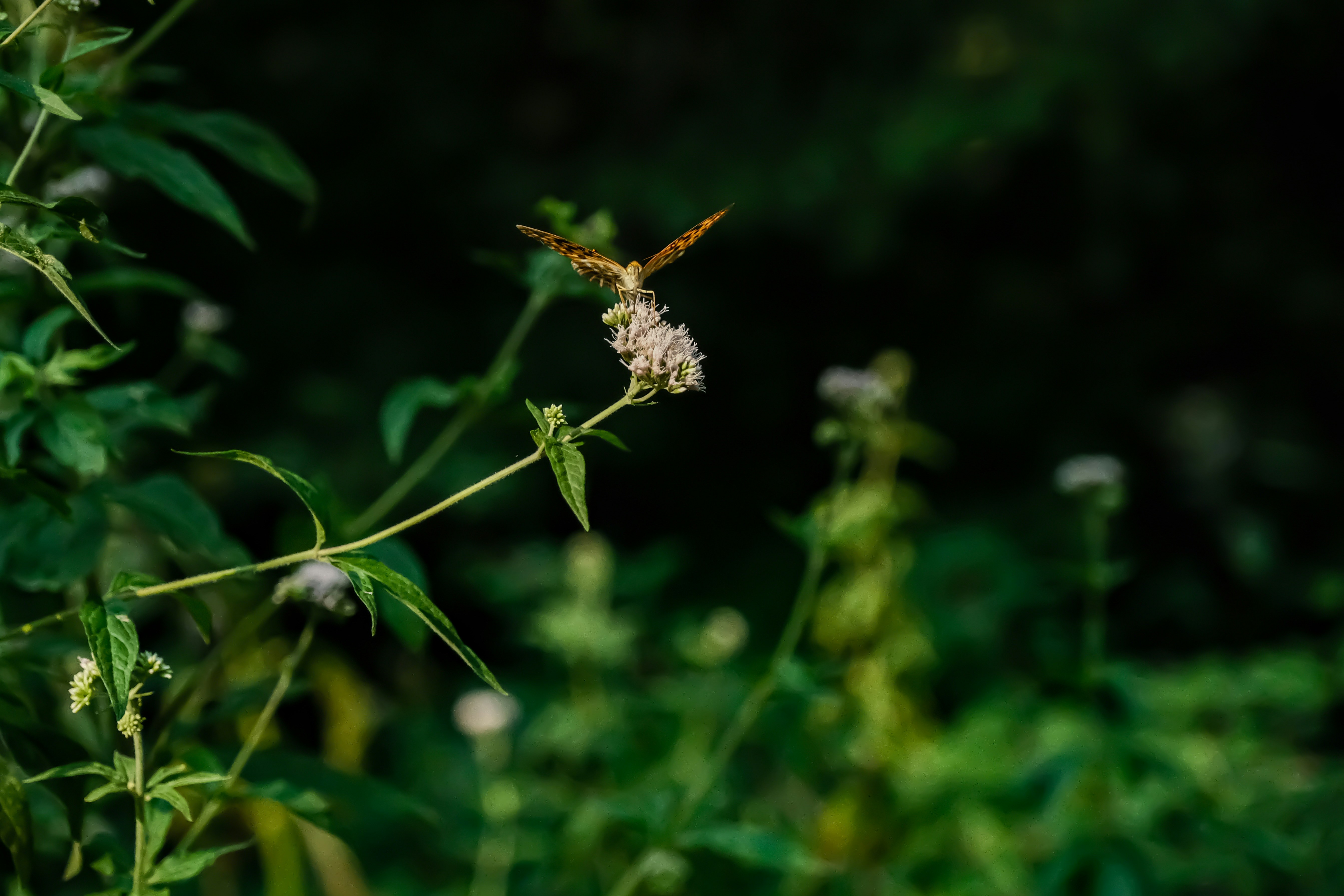 Hovering Kernel: A Tiny Monarch Over a Green Verge