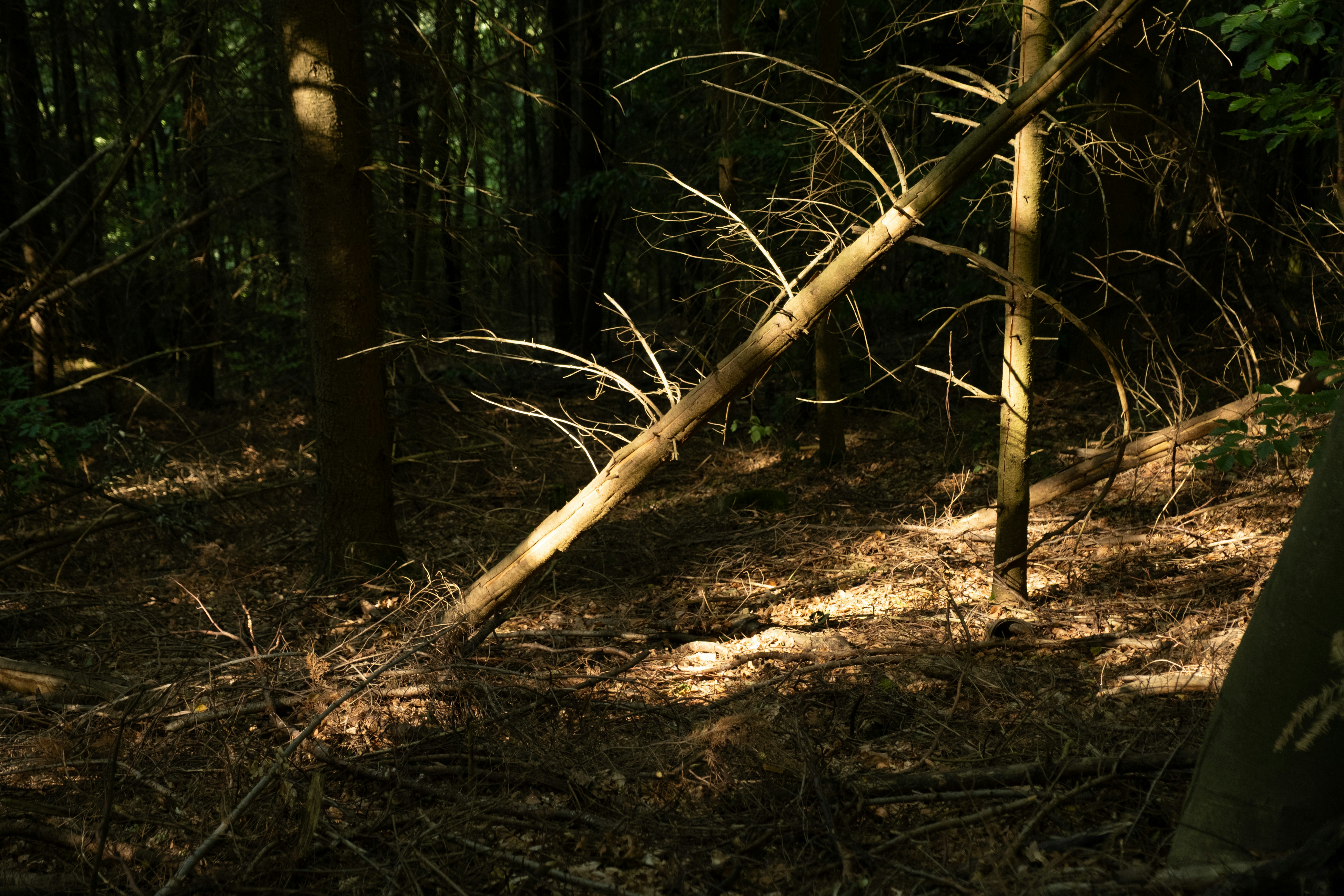 A dramatic forest scene featuring a diagonally fallen, bare tree trunk in the center. A warm, isolated beam of sunlight breaks through the dense canopy, illuminating the dead wood and the forest floor covered in dry leaves and scattered branches. The rest of the forest remains plunged in deep, dark shadows. This strong light-and-dark contrast creates a mysterious, slightly melancholic mood, perfectly capturing the rugged beauty and natural cycle of the woods. Ideal for atmospheric backgrounds or nature concepts.
