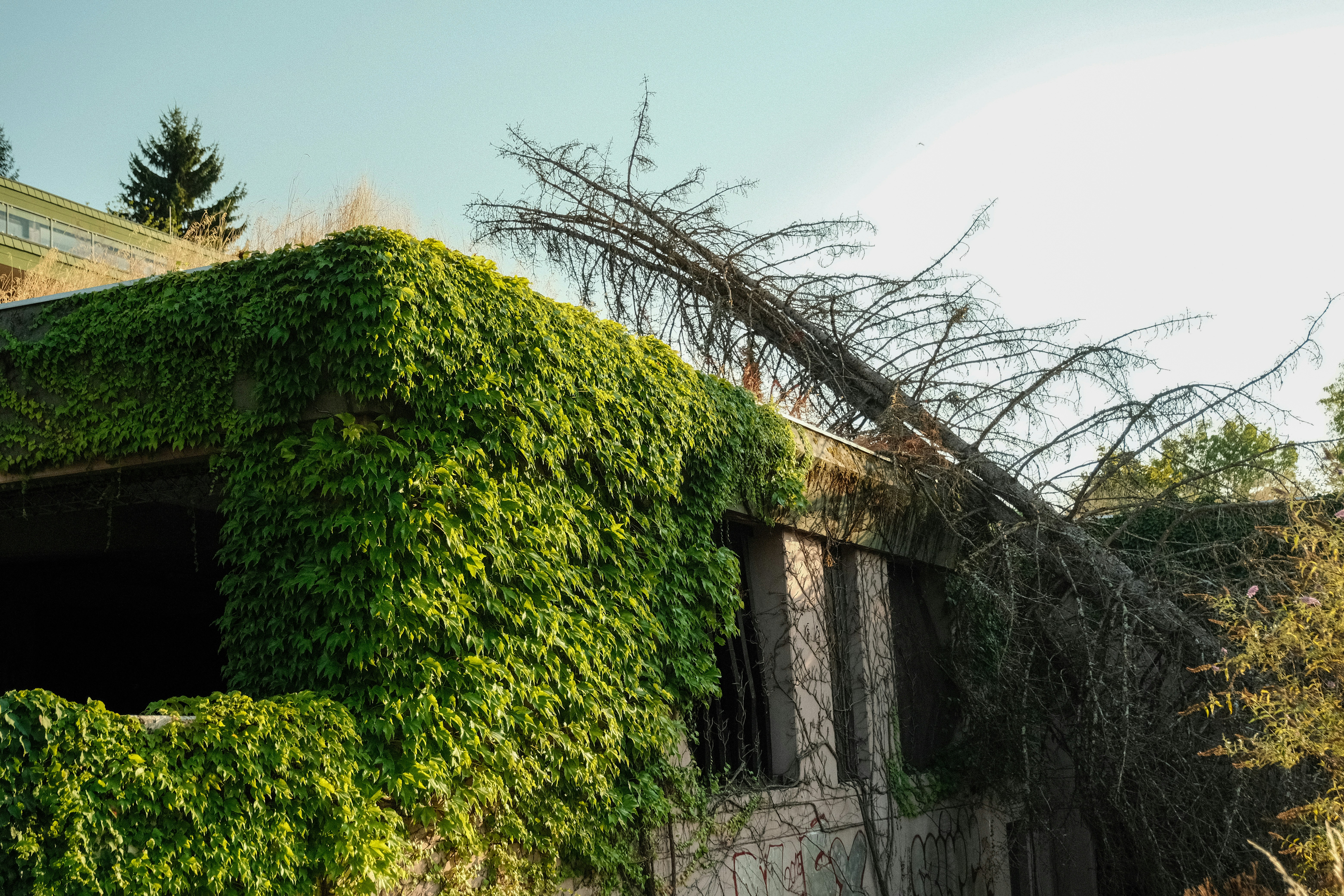 Ivy-clad, sunlit building with a fallen, leafless tree resting across the facade, showing a contrast between vibrant greenery and stark decay.