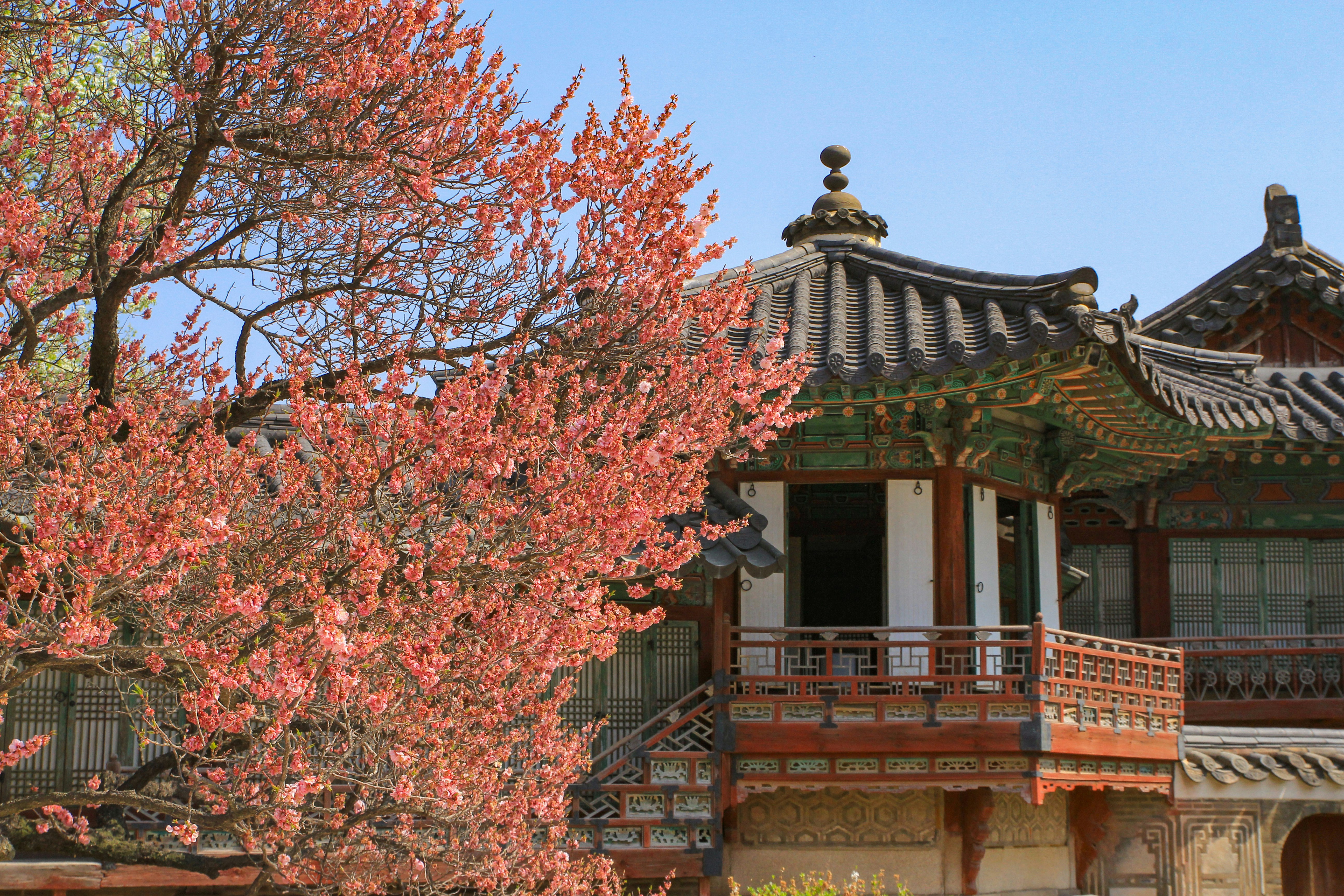 Blossoms and Balcony: A Traditional Rooftop in Spring