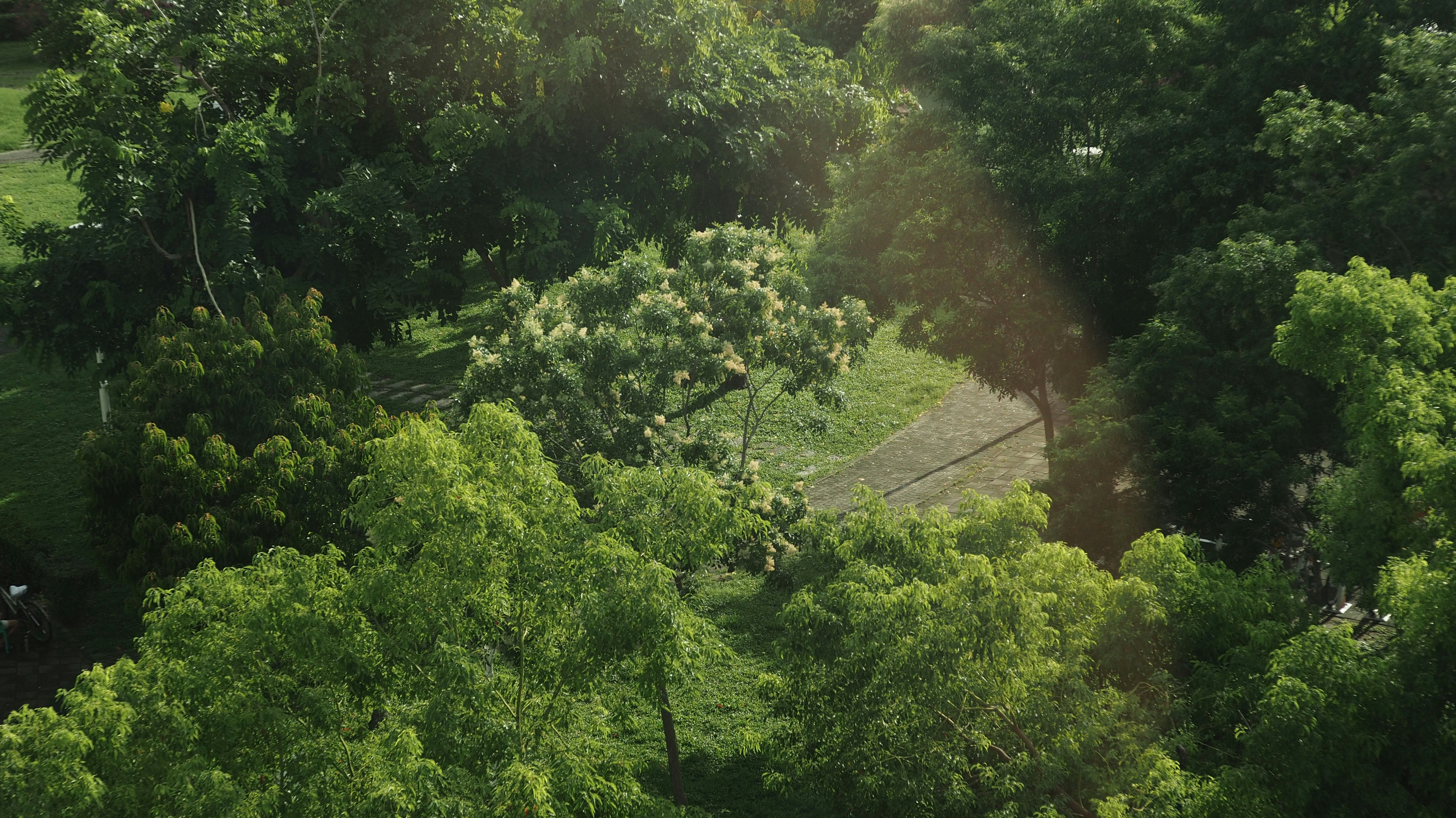 Overlooked Clearing: Sunlight Slant Through Verdant Canopy