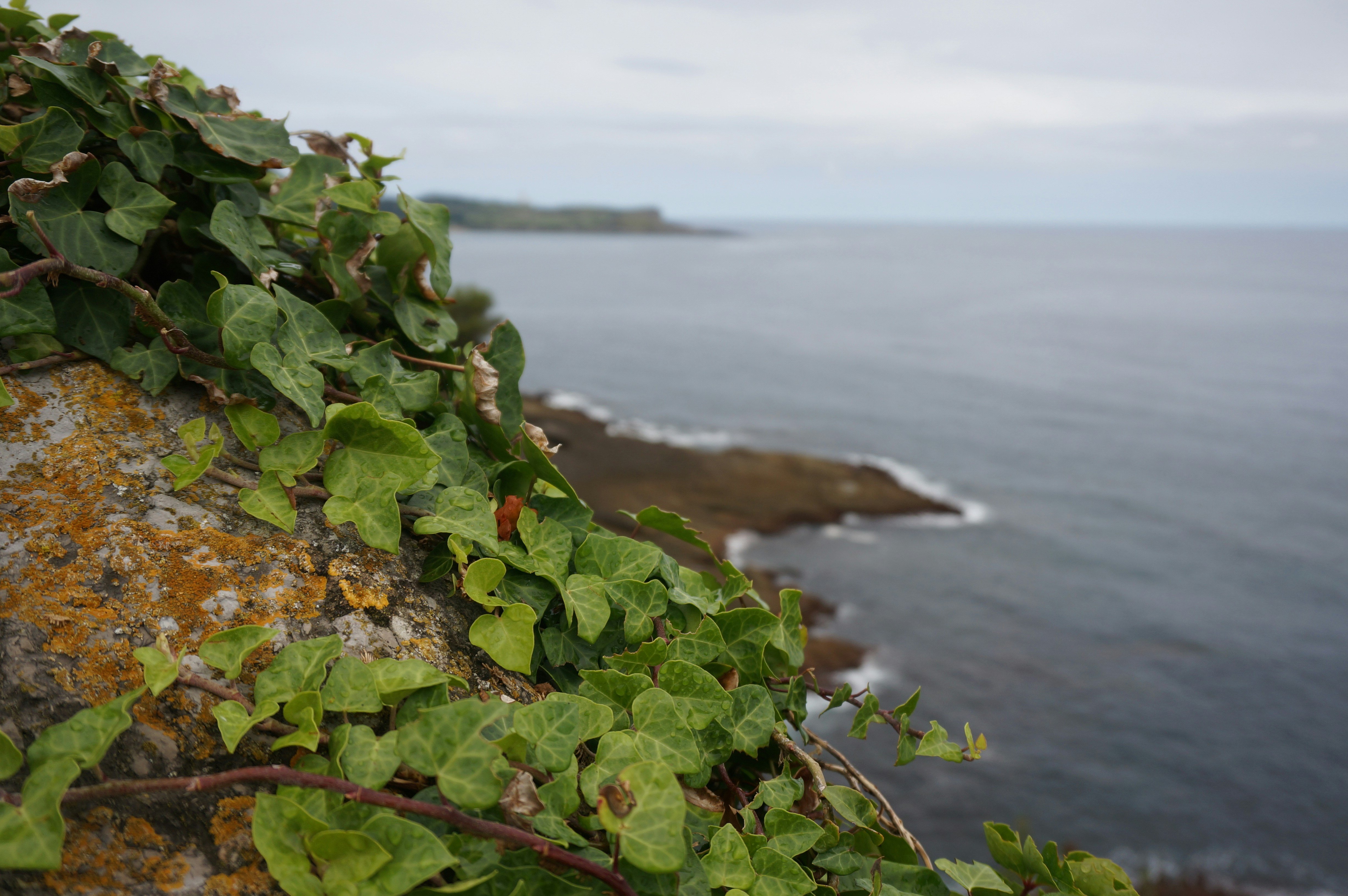 Ivy-Clad Cliff Edge Overlooking a Quiet Sea