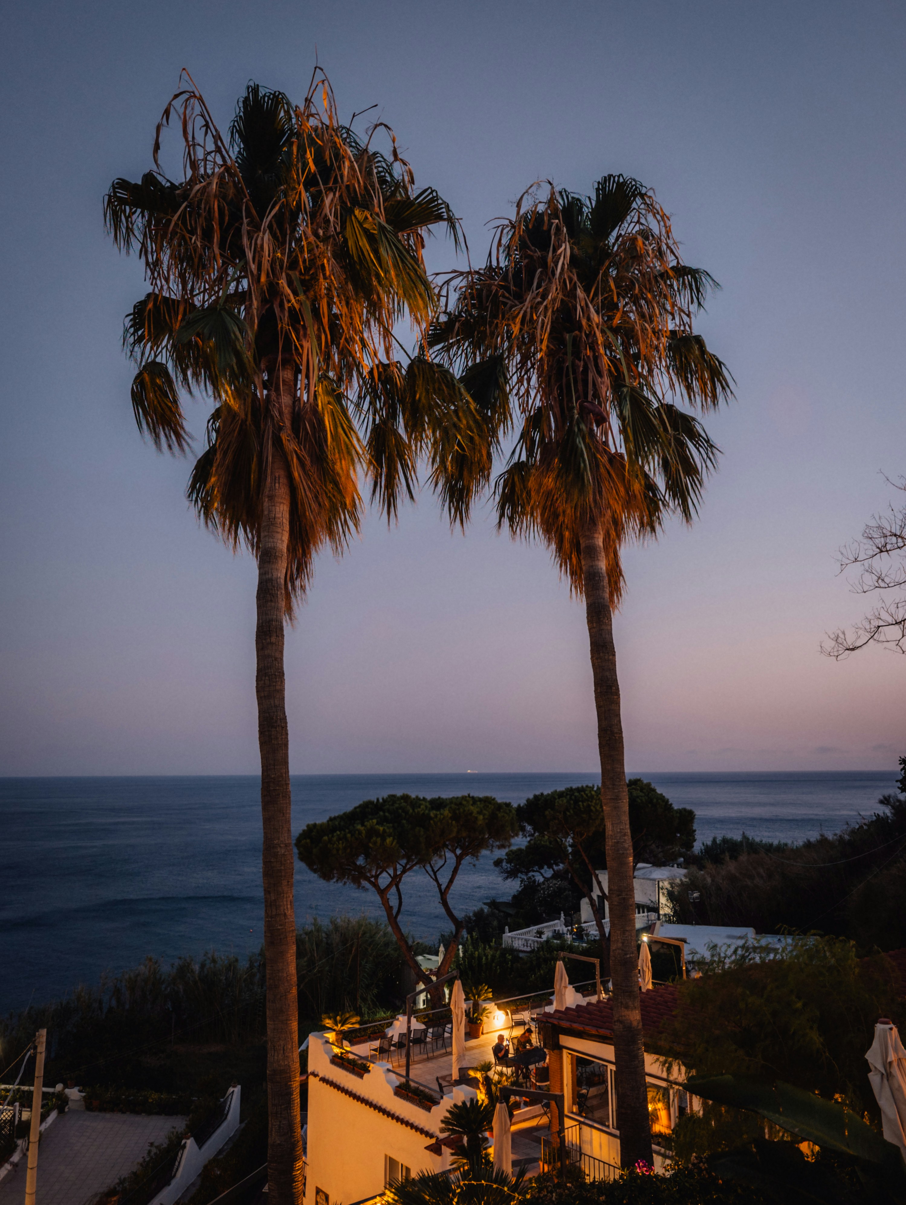 Two Coastal Palms Framing a Sunset Terrace